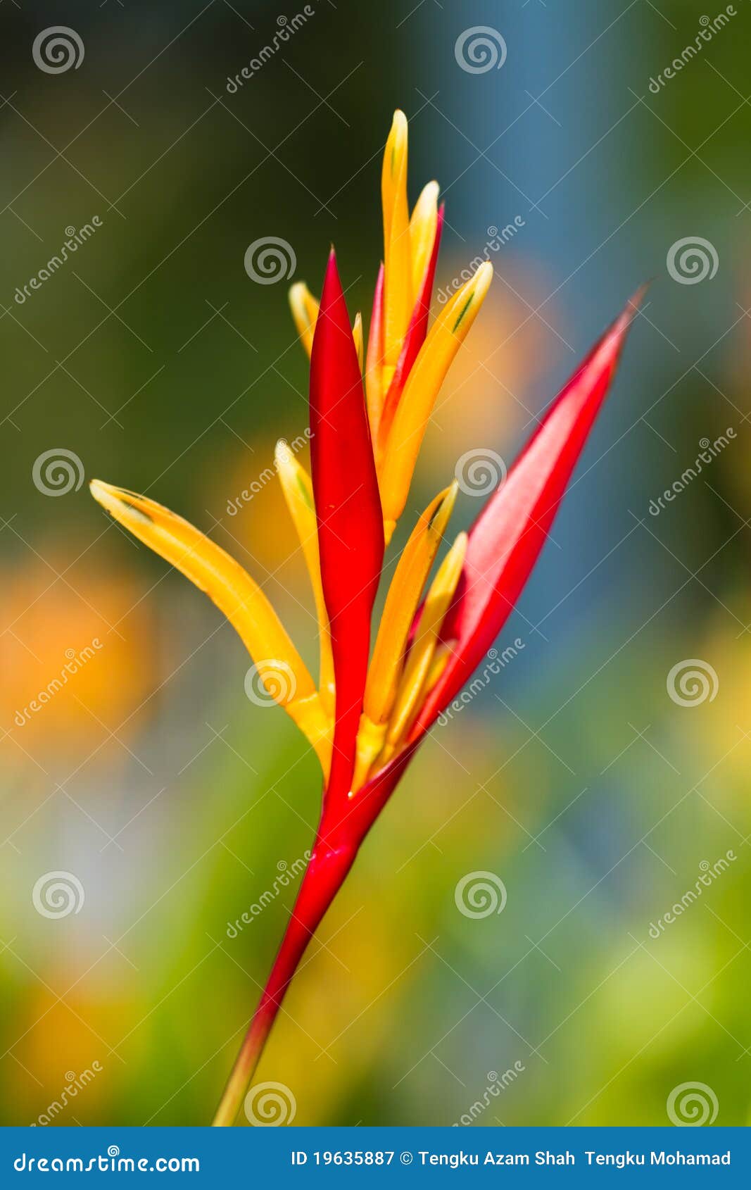 Tropical heliconia stock image. Image of heliconia, blossom - 19635887