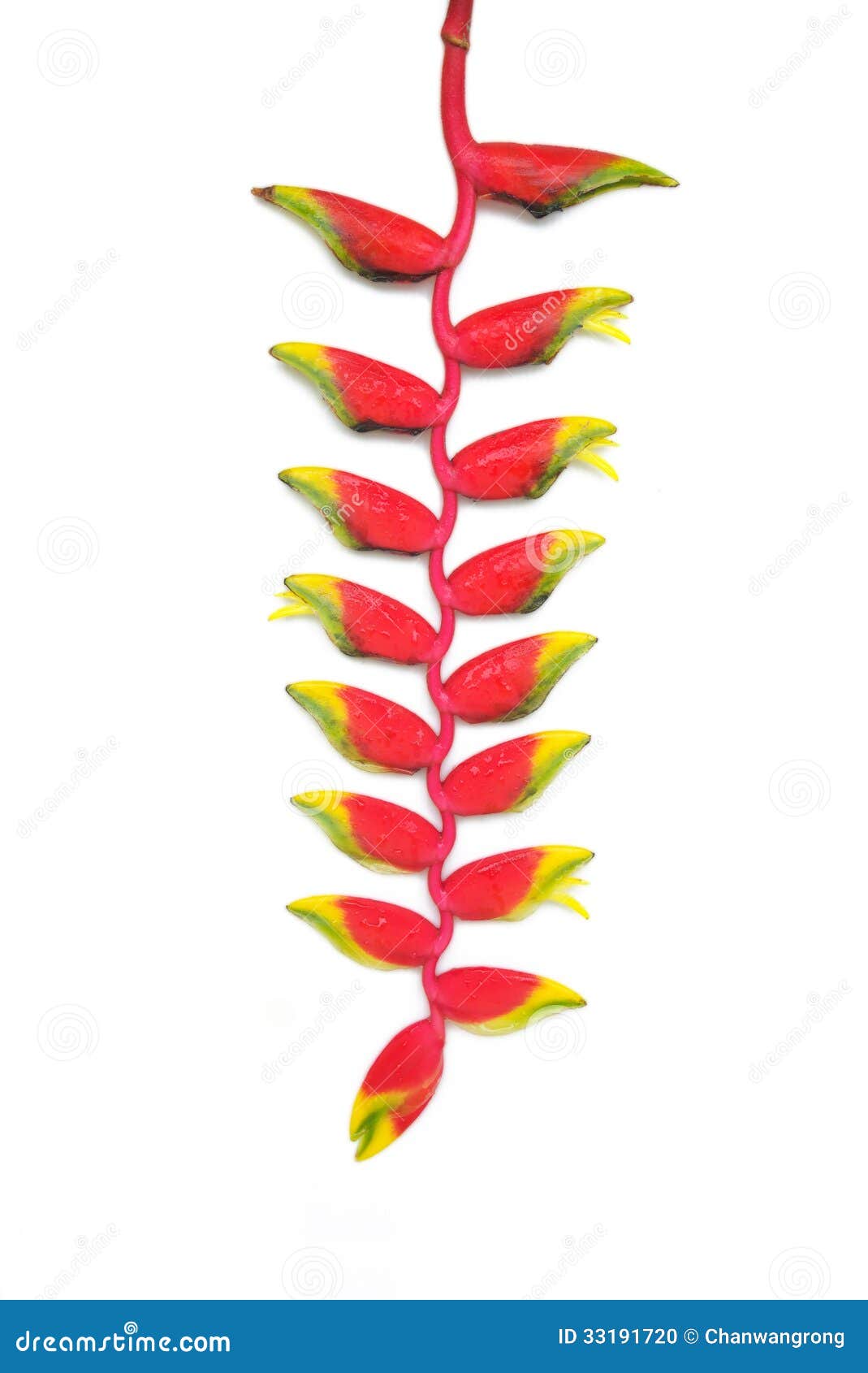 Tropical heliconia flower stock photo. Image of pattern - 33191720
