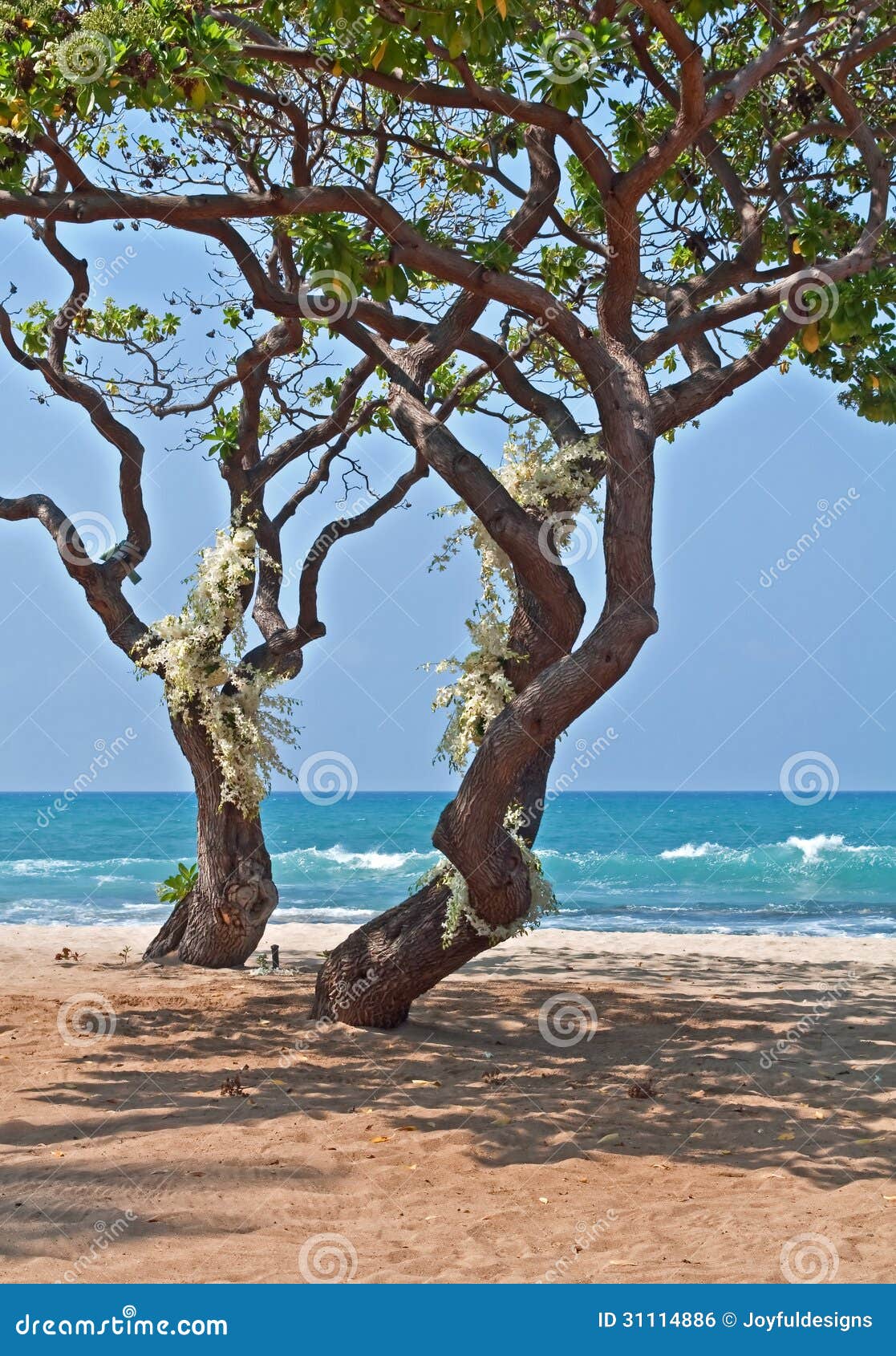 Tropical Heliotrope Trees with White Orchids on Beach Stock Photo ...