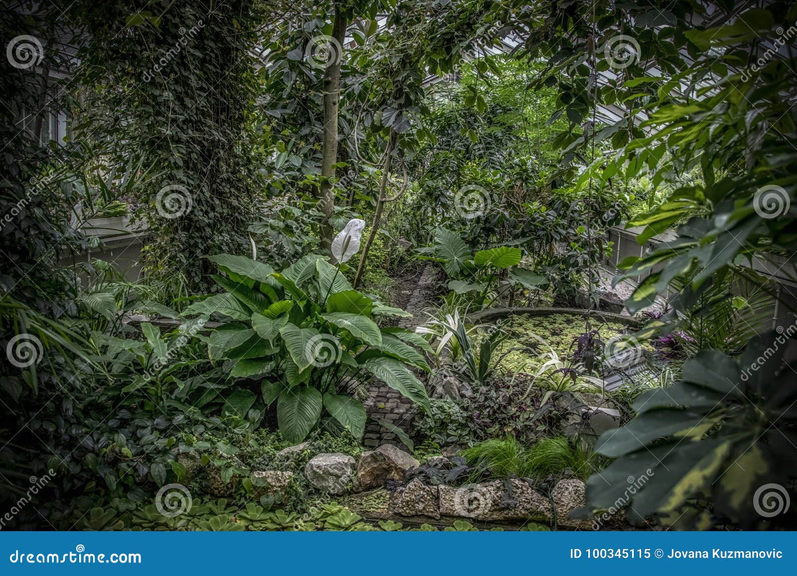 Tropical herbs stock image. Image of environment, garden - 100345115