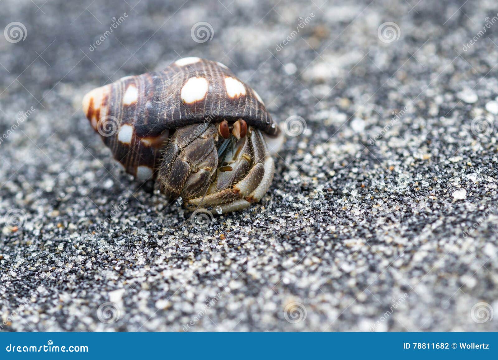 Tropical hermit crab stock photo. Image of shell, crab - 78811682