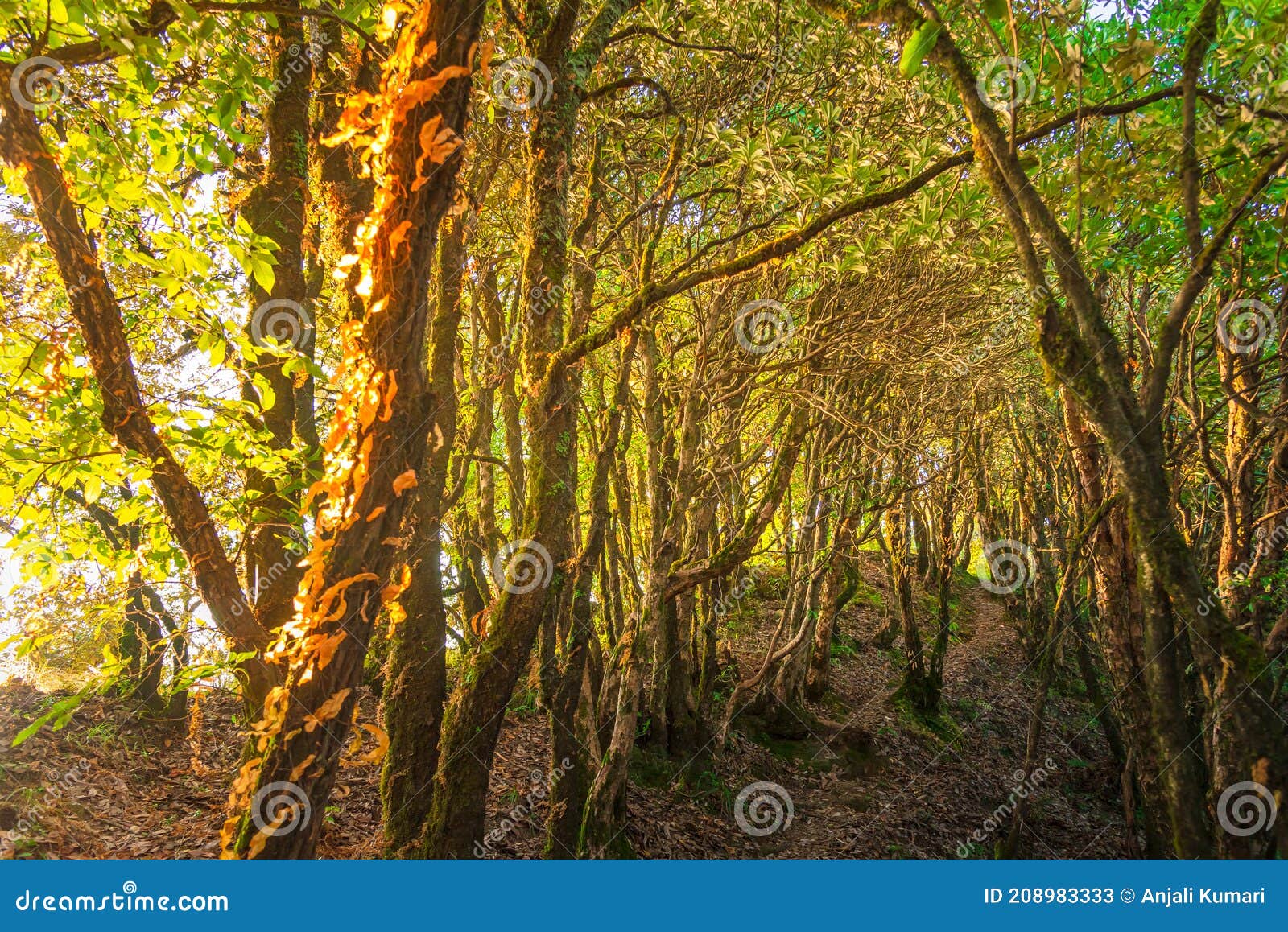 Himalayan forest at Binsar stock image. Image of forest - 208983333