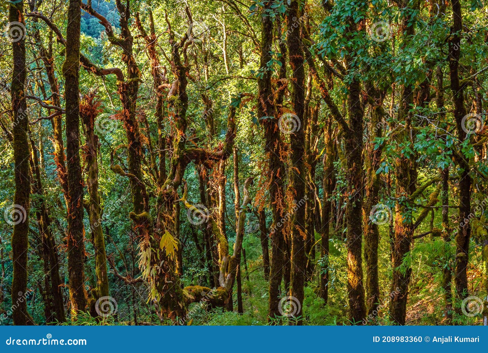 Himalayan forest at Binsar stock photo. Image of mountain - 208983360