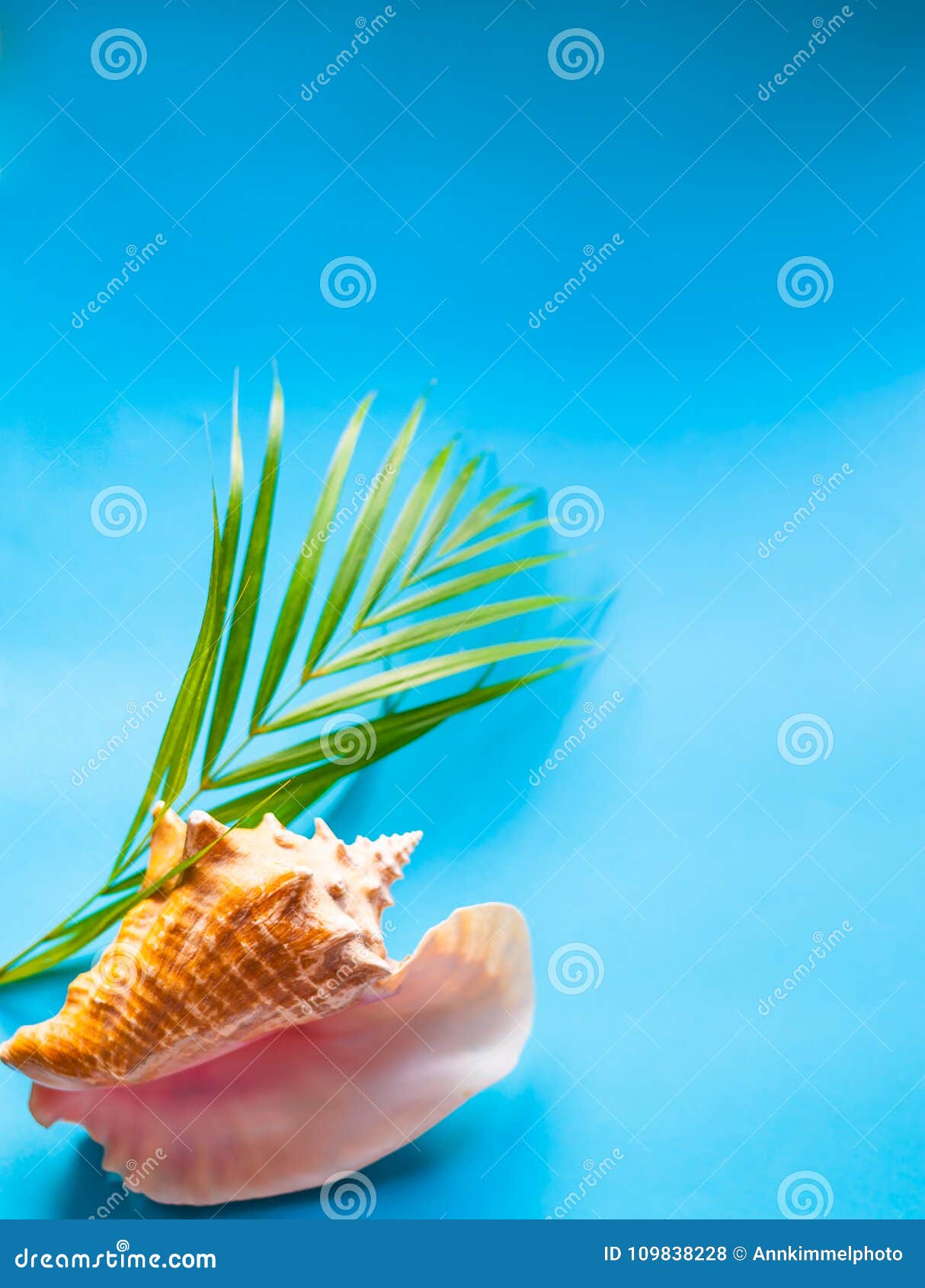 Tropical Holiday Concept: Big Tropical Sea Shell on a Turquoise Stock ...