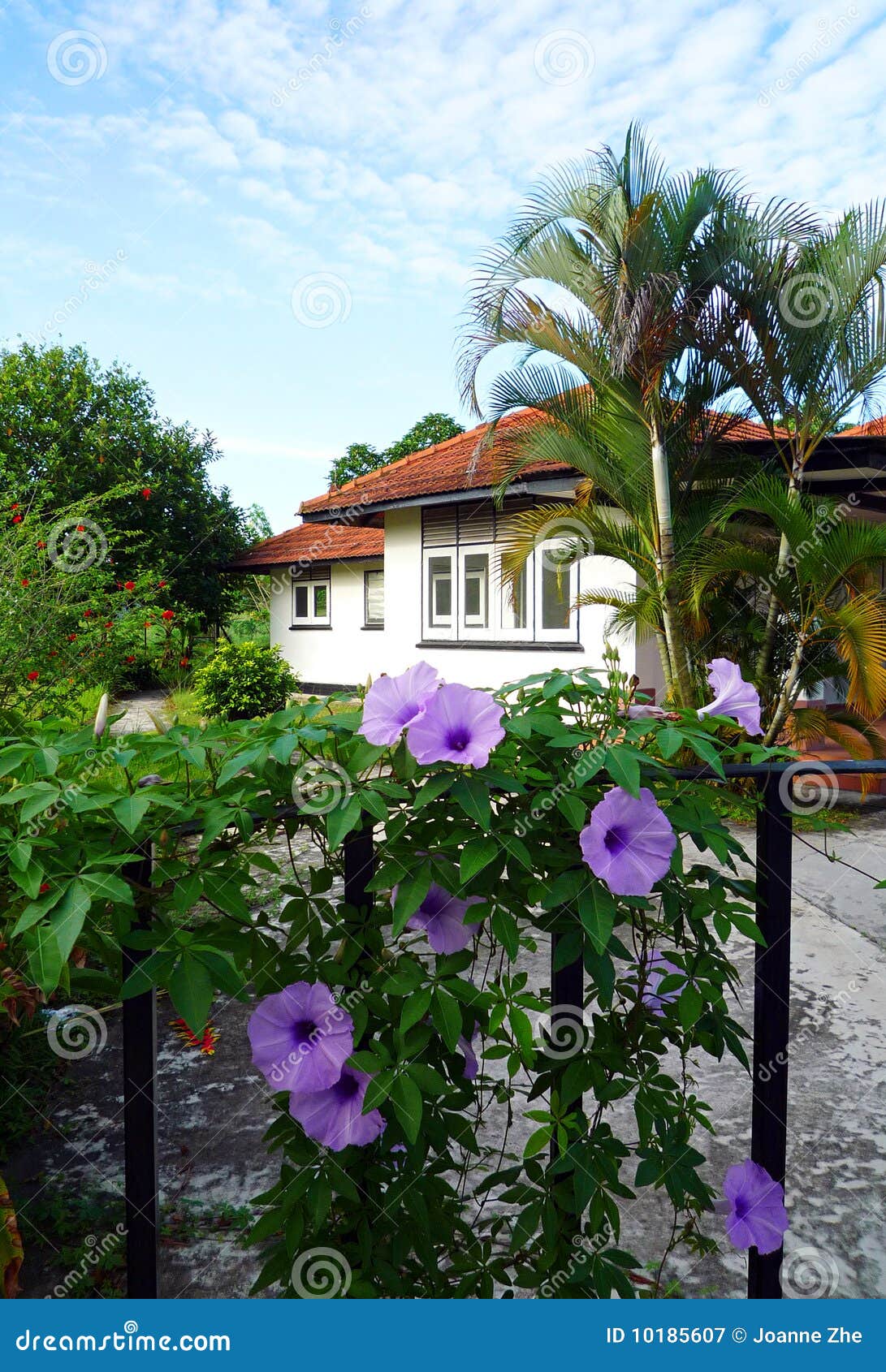 Tropical House and Flowering Garden Stock Image - Image of landscaping ...
