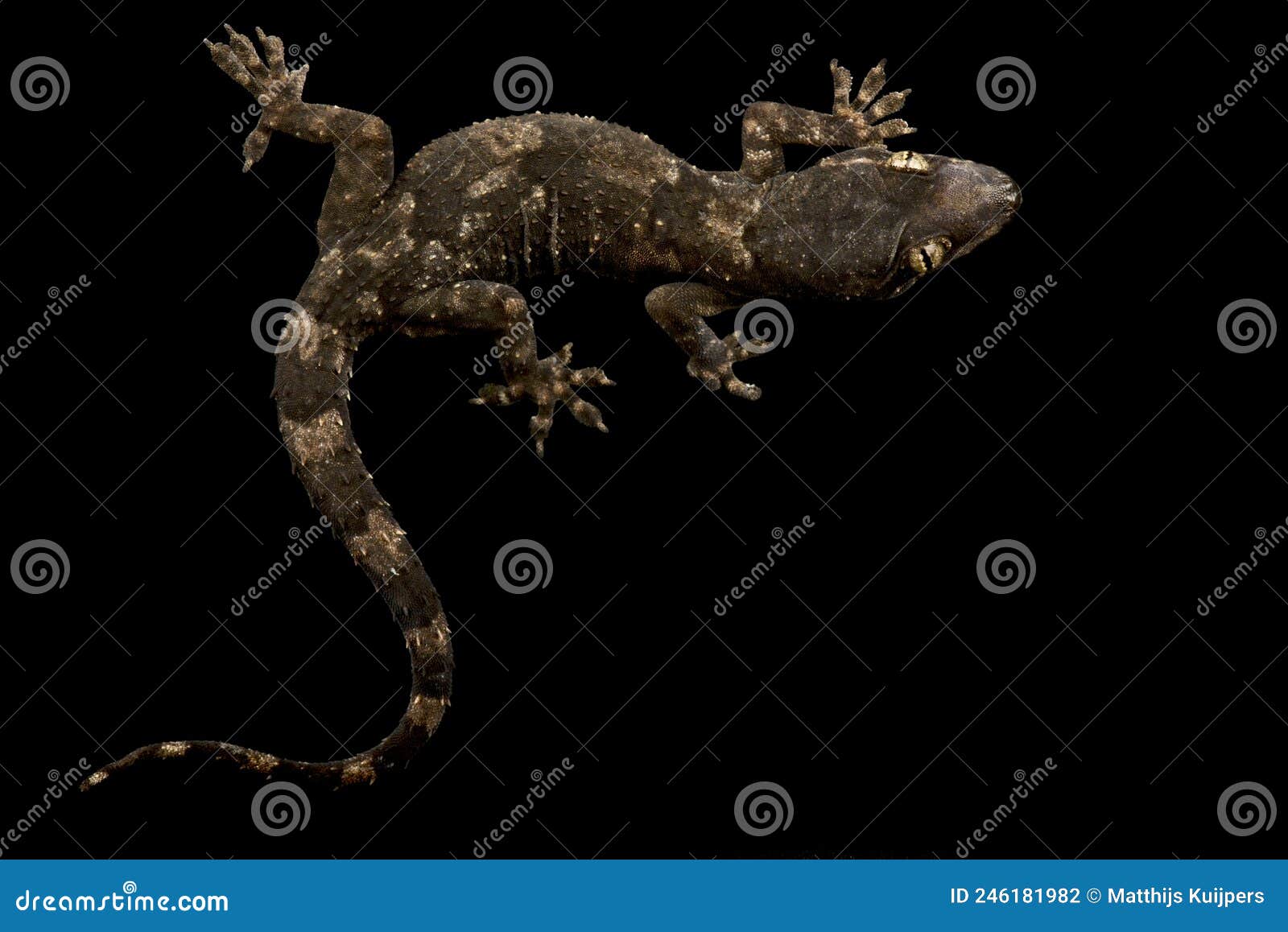 Tropical House Gecko Hemidactylus Benguellensis Stock Photo - Image of ...