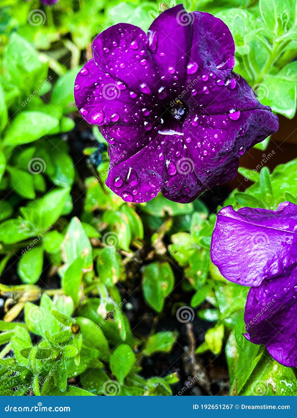 Tropical Hurricane stock image. Image of hurricane, flowers - 192651267