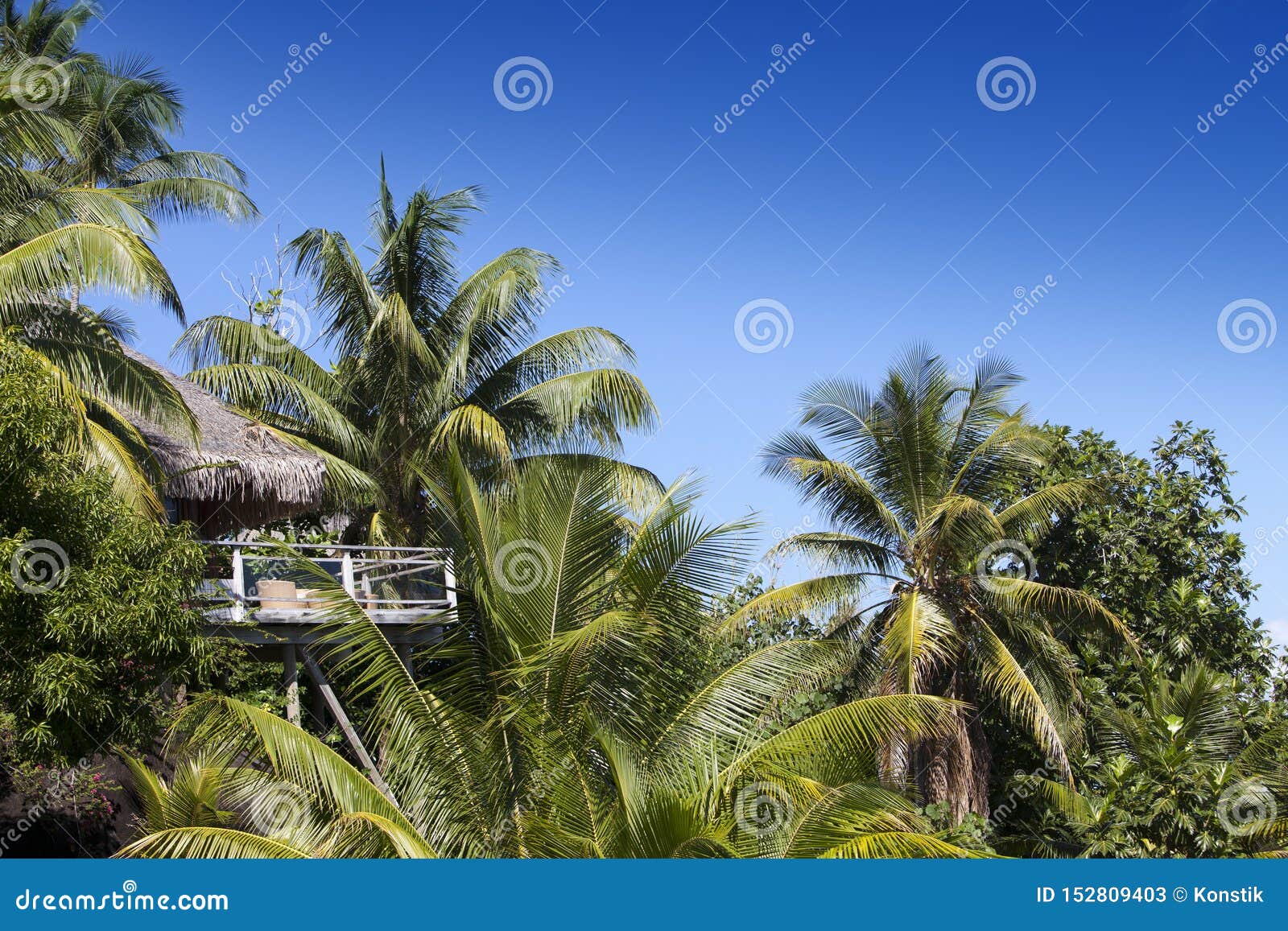 Tropical Hut Surrounded by Palm Trees Stock Image - Image of green ...