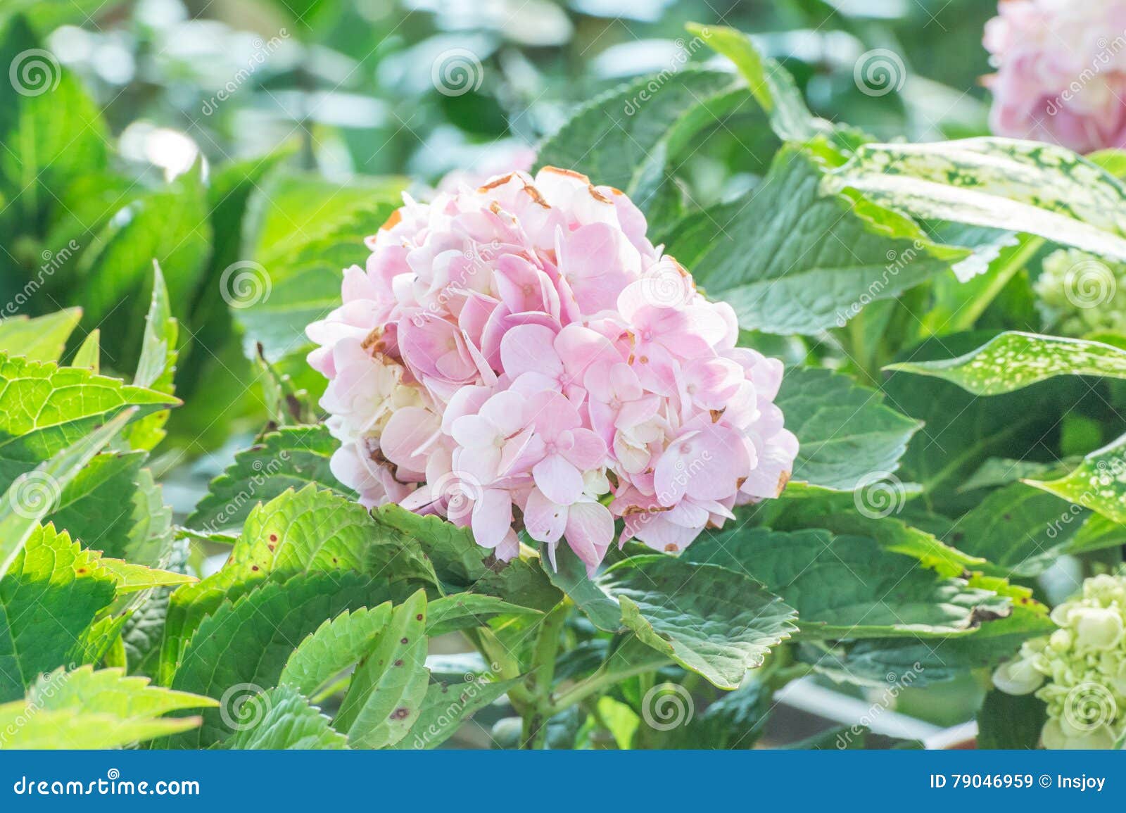 Tropical hydrangea stock image. Image of outdoor, white - 79046959