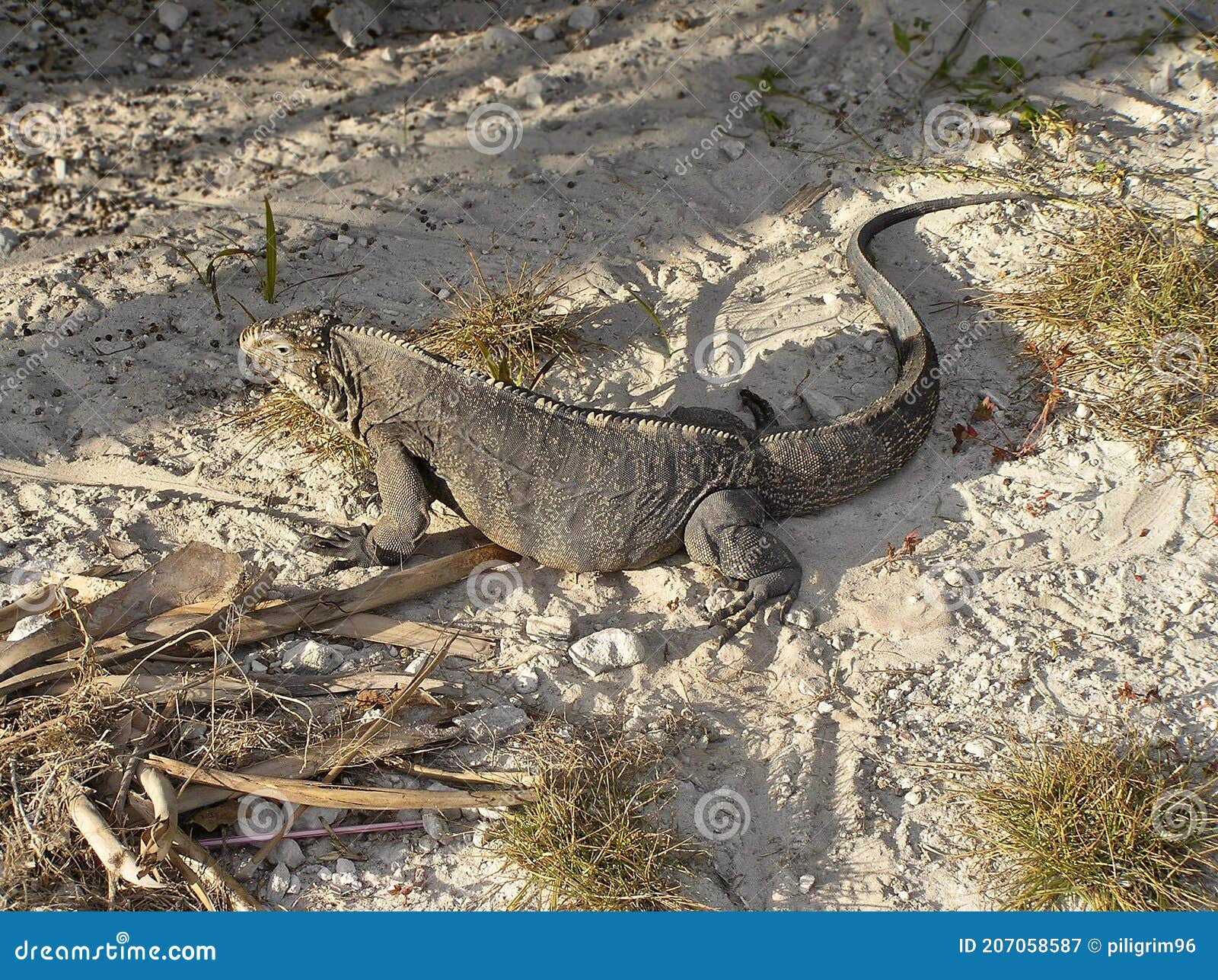 Tropical iguana in the sun stock image. Image of iguana - 207058587
