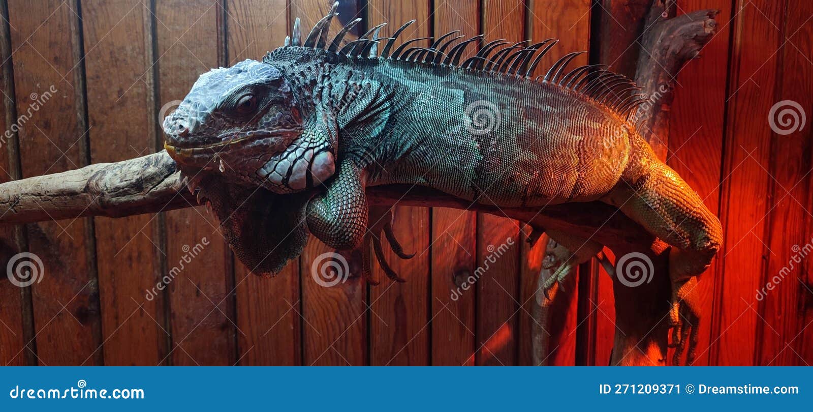 Tropical Iguana Resting on a Tree in a Terrarium Stock Image - Image of ...