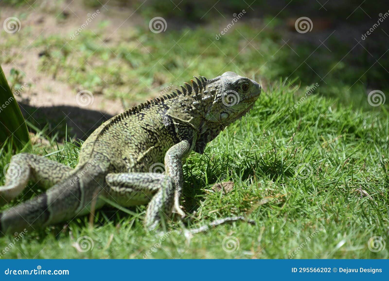 Tropical Iguana with Spines Along Its Back Stock Photo - Image of ...