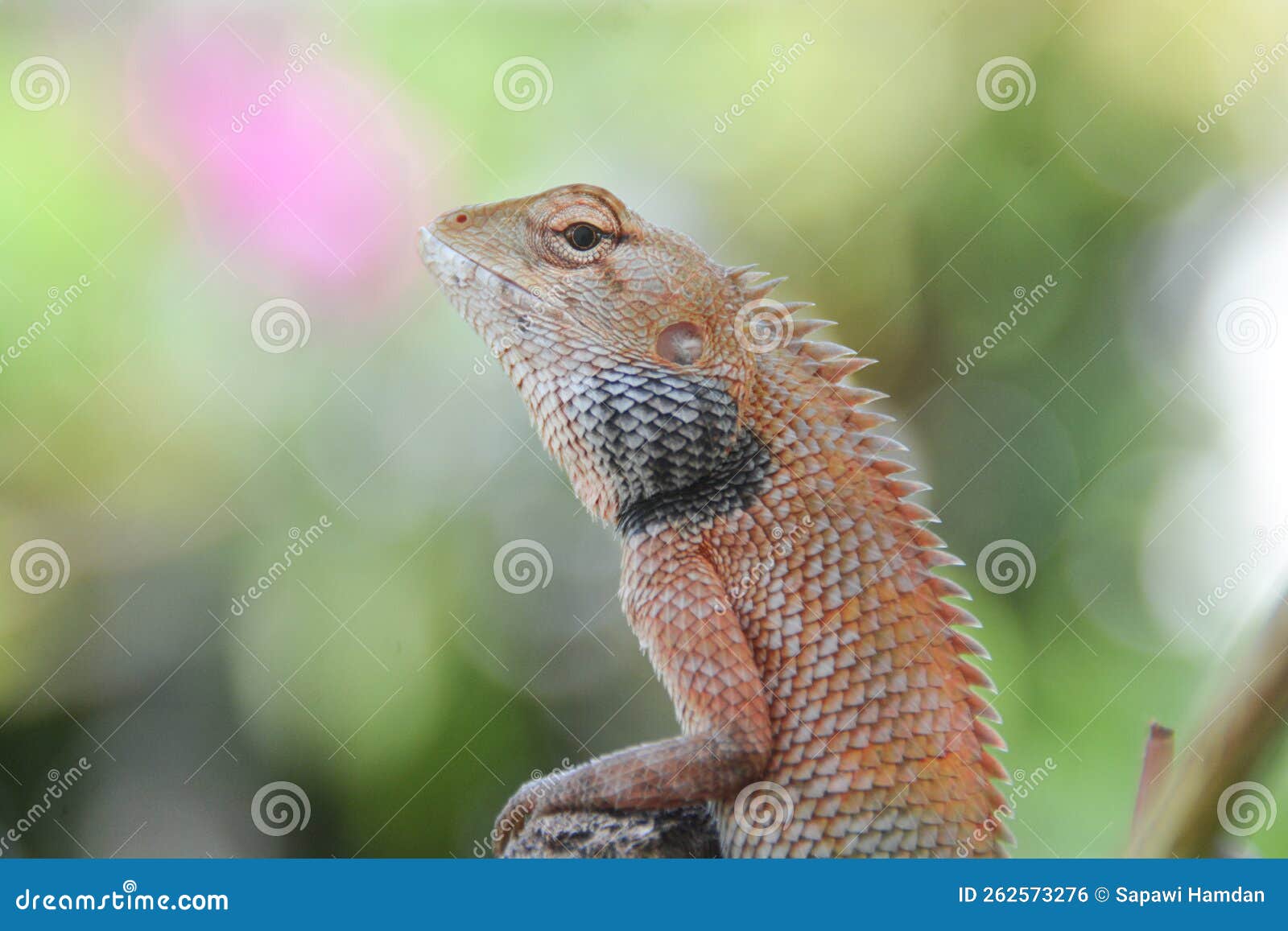 Tropical Iguana Which Can Change Color Based on Surrounding Stock Photo ...
