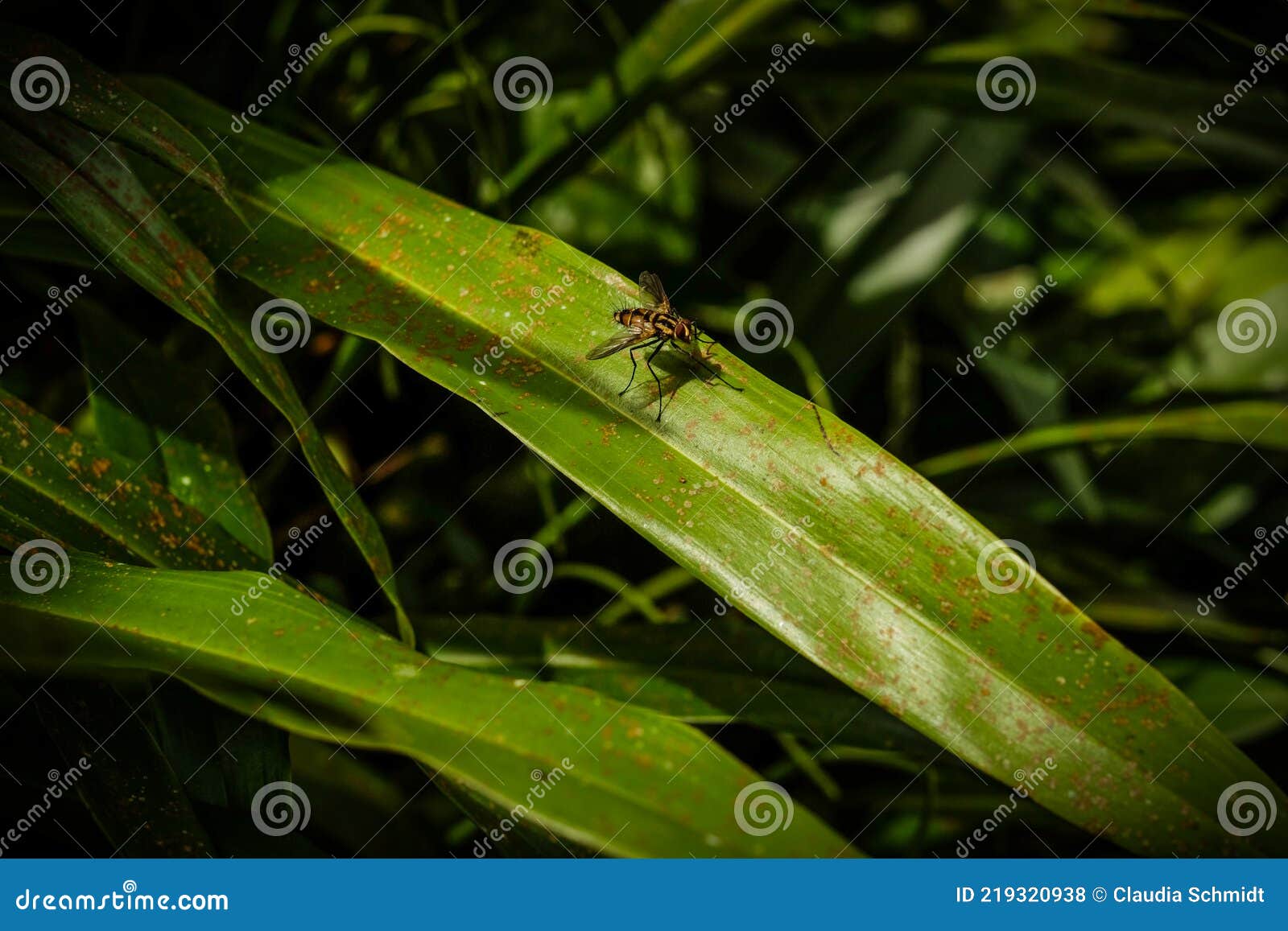 Tropical Insect Resting on Green Leaf Against Blurry Background Stock ...