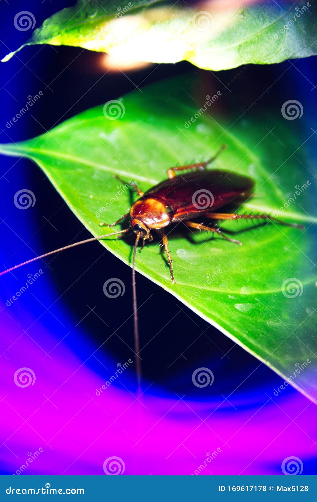 Tropical Insects on Tropical Plants in Rain Forest Stock Photo - Image ...