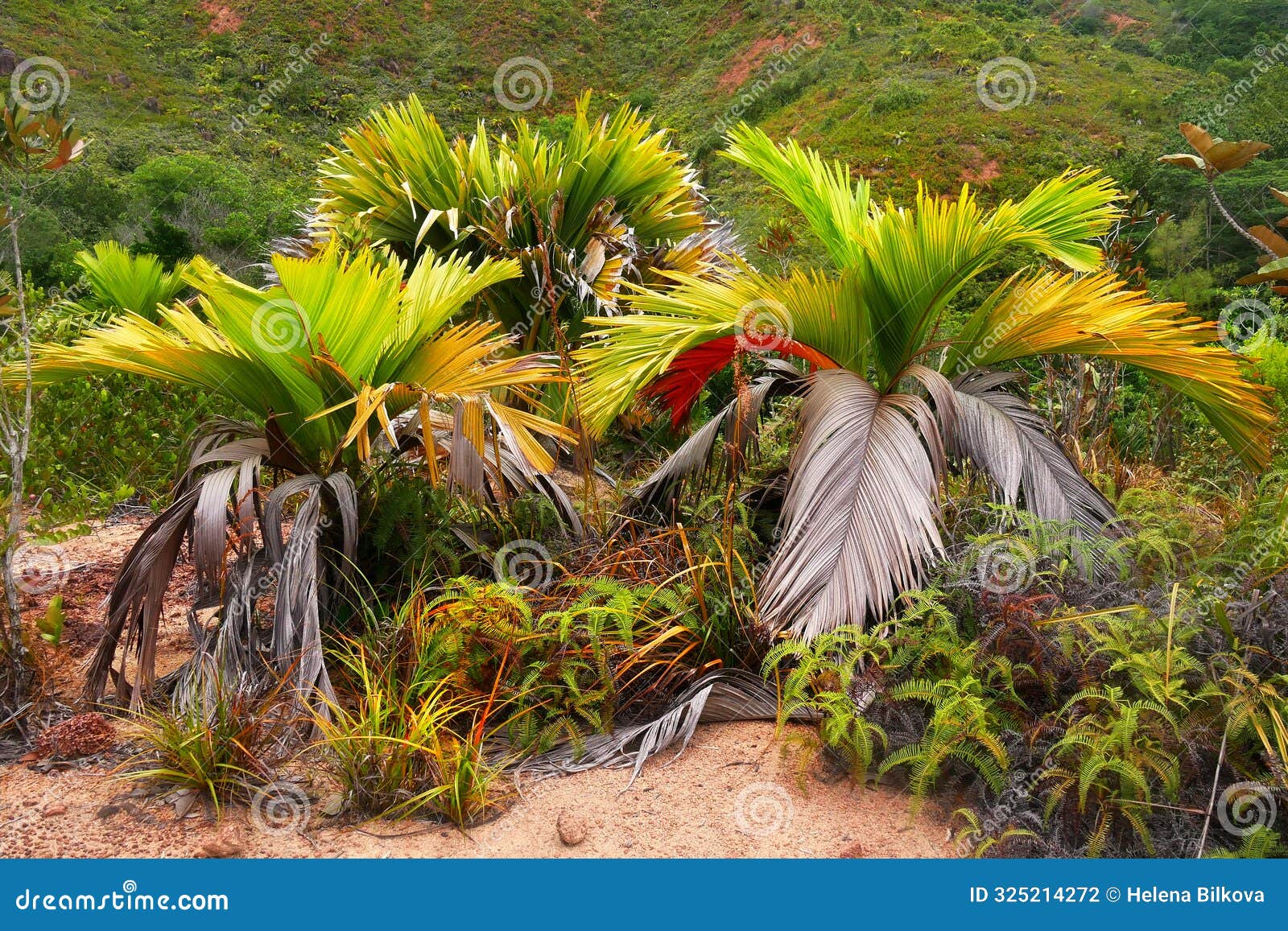 Tropical Island Jungle Vegetation Stock Photo - Image of vegetation ...