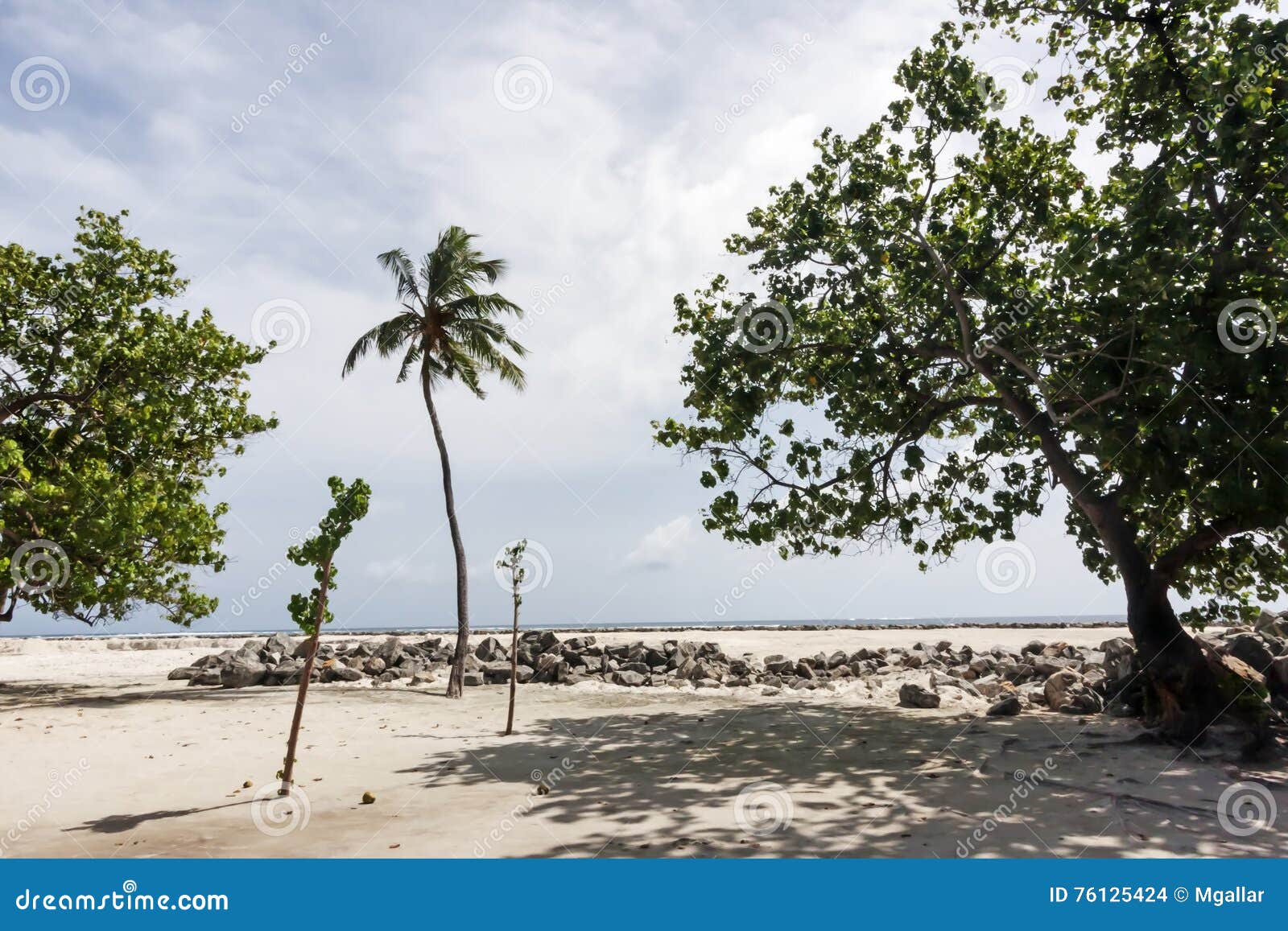 Tropical island plants stock photo. Image of charatter - 76125424