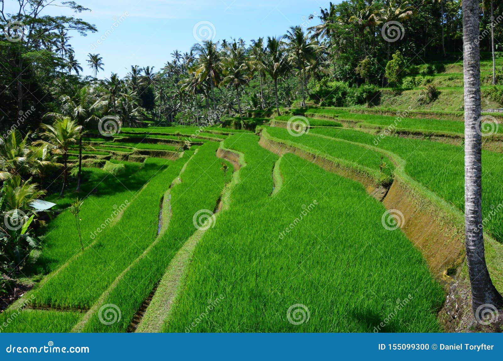 Tropical Island Scenery - View of the Rice Fields Stock Photo - Image ...