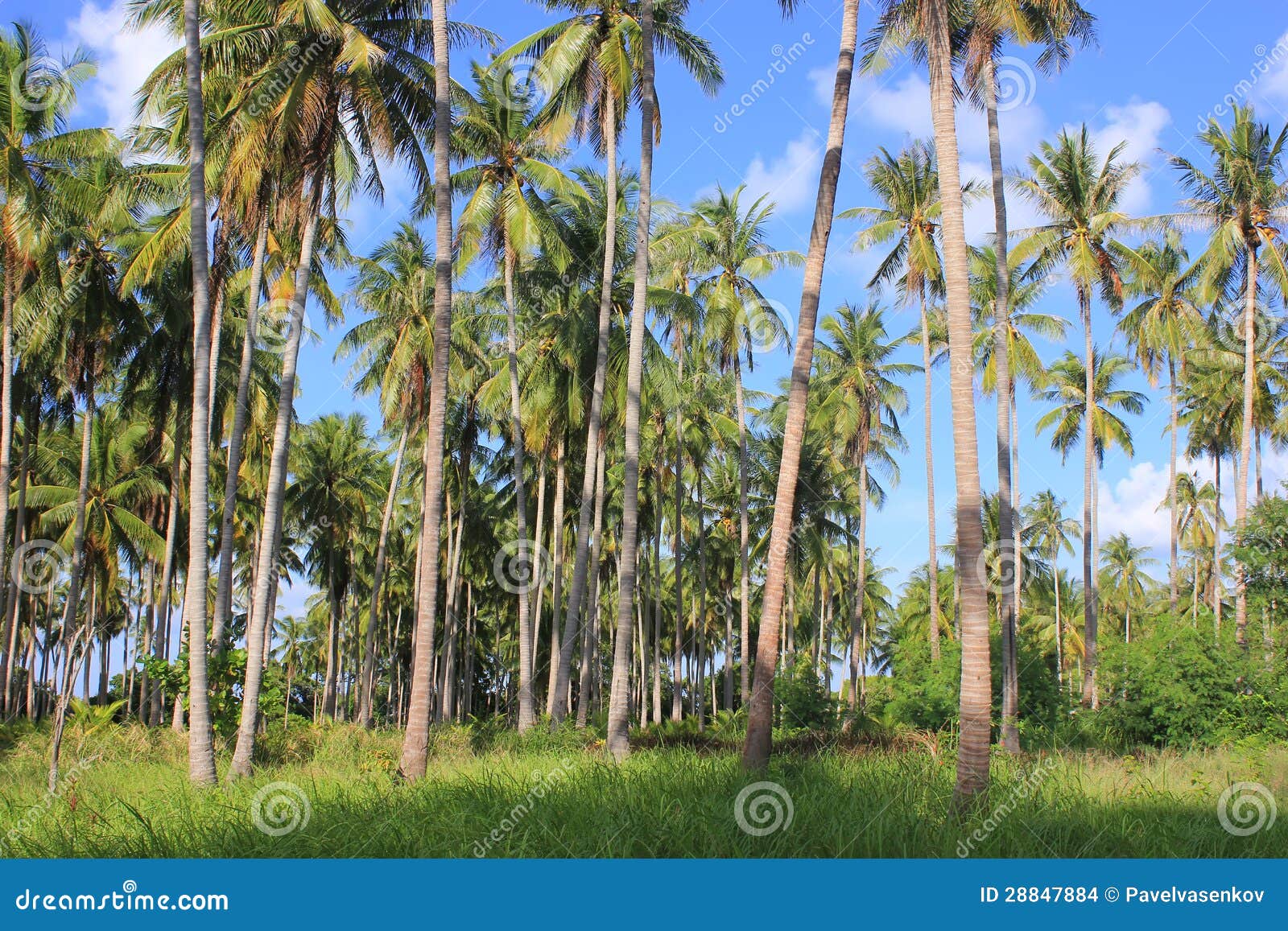 Tropical Island, Thailand, Asia Stock Photo - Image of asia, palm: 28847884