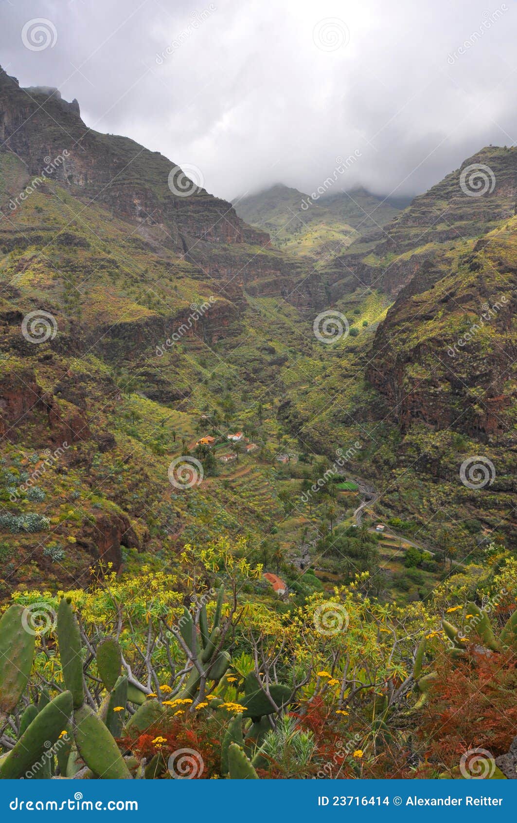 Tropical island vegetation stock photo. Image of tropical - 23716414