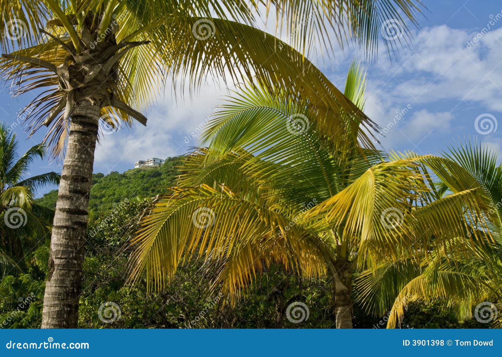 Tropical Island Vegetation stock photo. Image of nature - 3901398