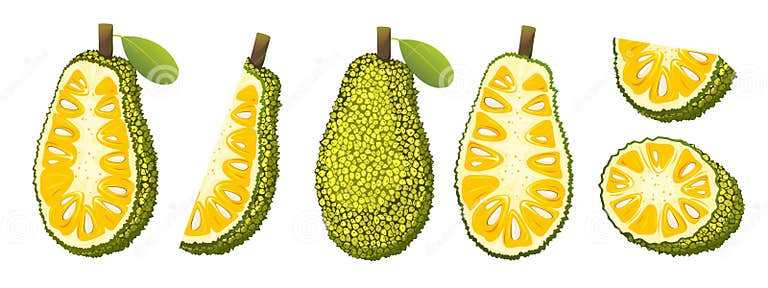 Tropical Jackfruit. Whole Jackfruit, Cut in Half, Slices Stock Vector ...