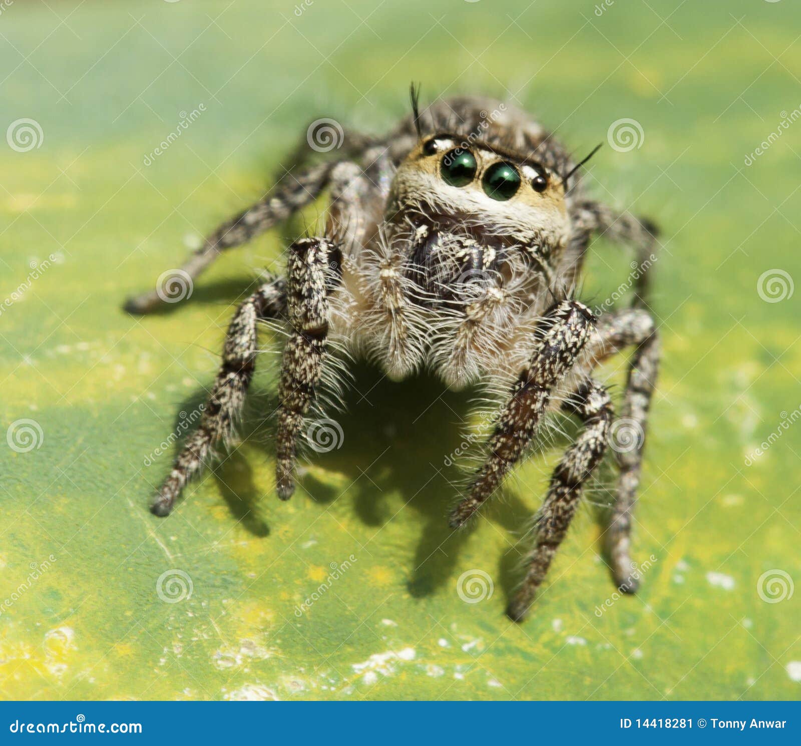 Tropical Jumping Spider stock image. Image of common - 14418281