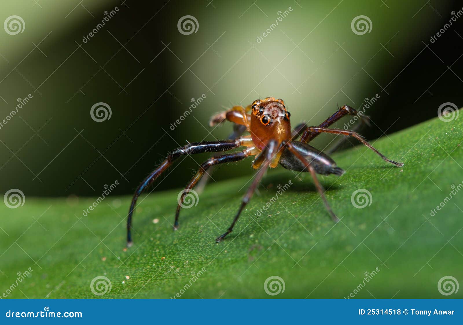 Tropical Jumping Spider stock photo. Image of spider - 25314518
