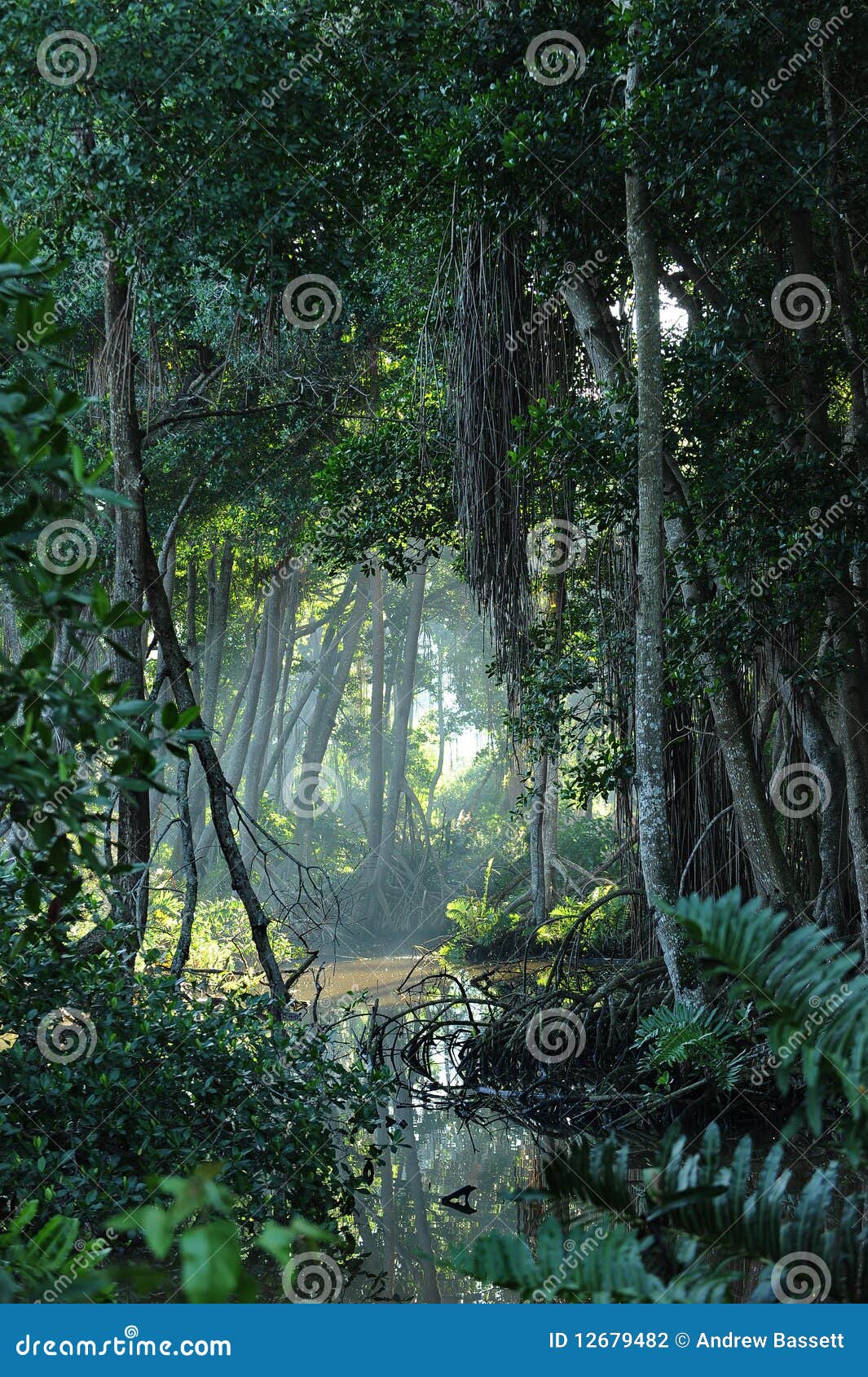 The Jungle Forest Royalty-Free Stock Photography | CartoonDealer.com ...
