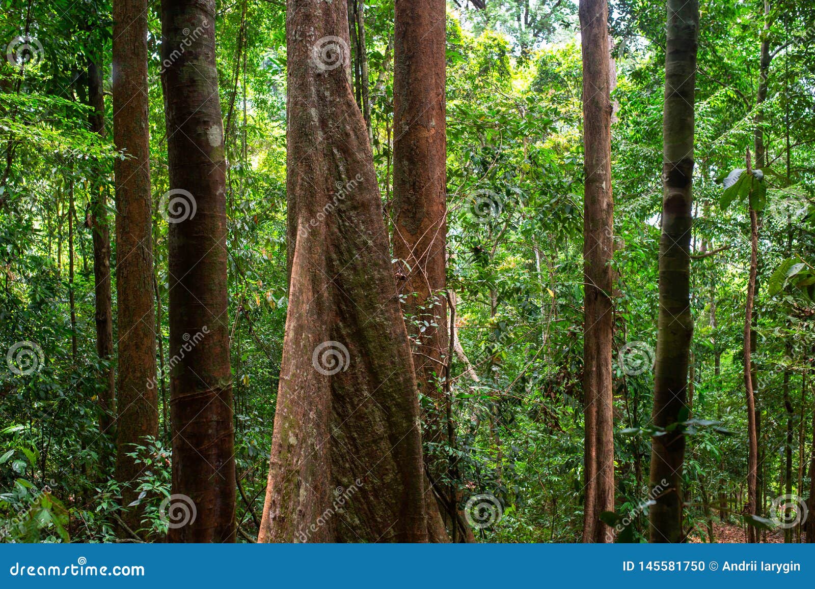 Tropical jungle forest stock photo. Image of wilderness - 145581750