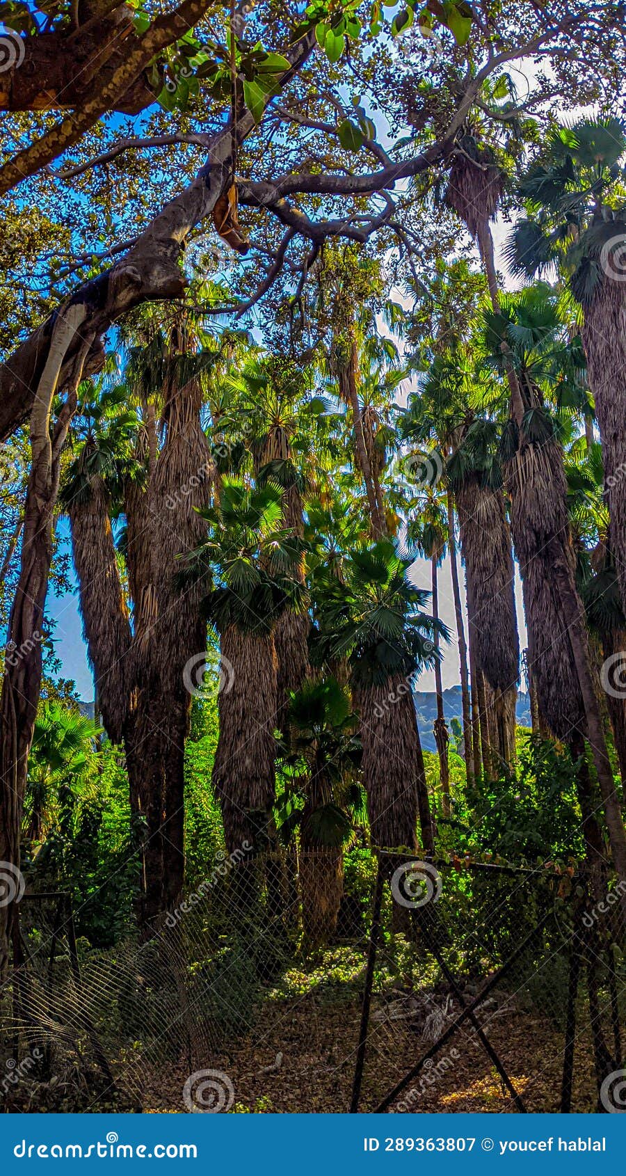 Tropical Jungle Forest with Weird Trees and Plants Stock Image - Image ...