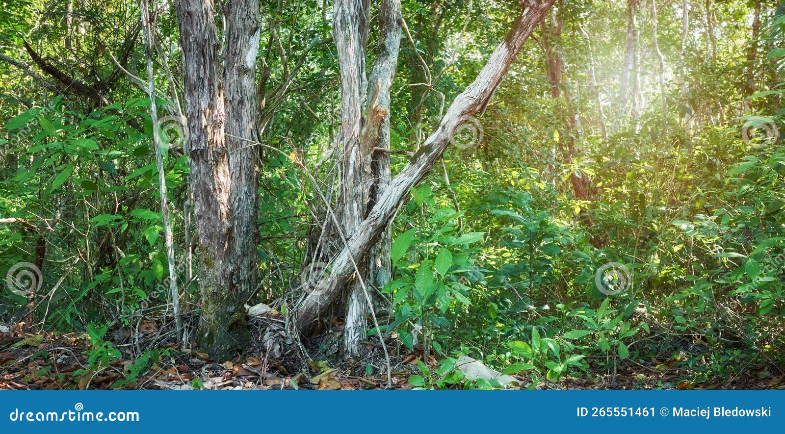 Tropical Jungle Forest in Yucatan Peninsula, Mexico Stock Image - Image ...