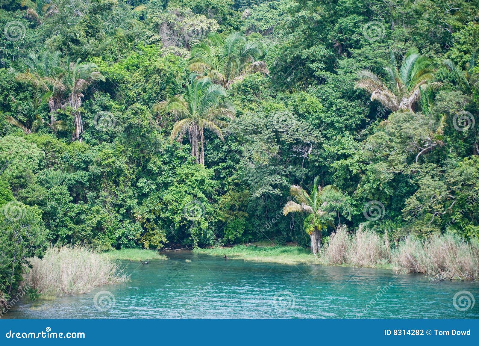 Tropical jungle by lake stock photo. Image of scenic, forestry - 8314282