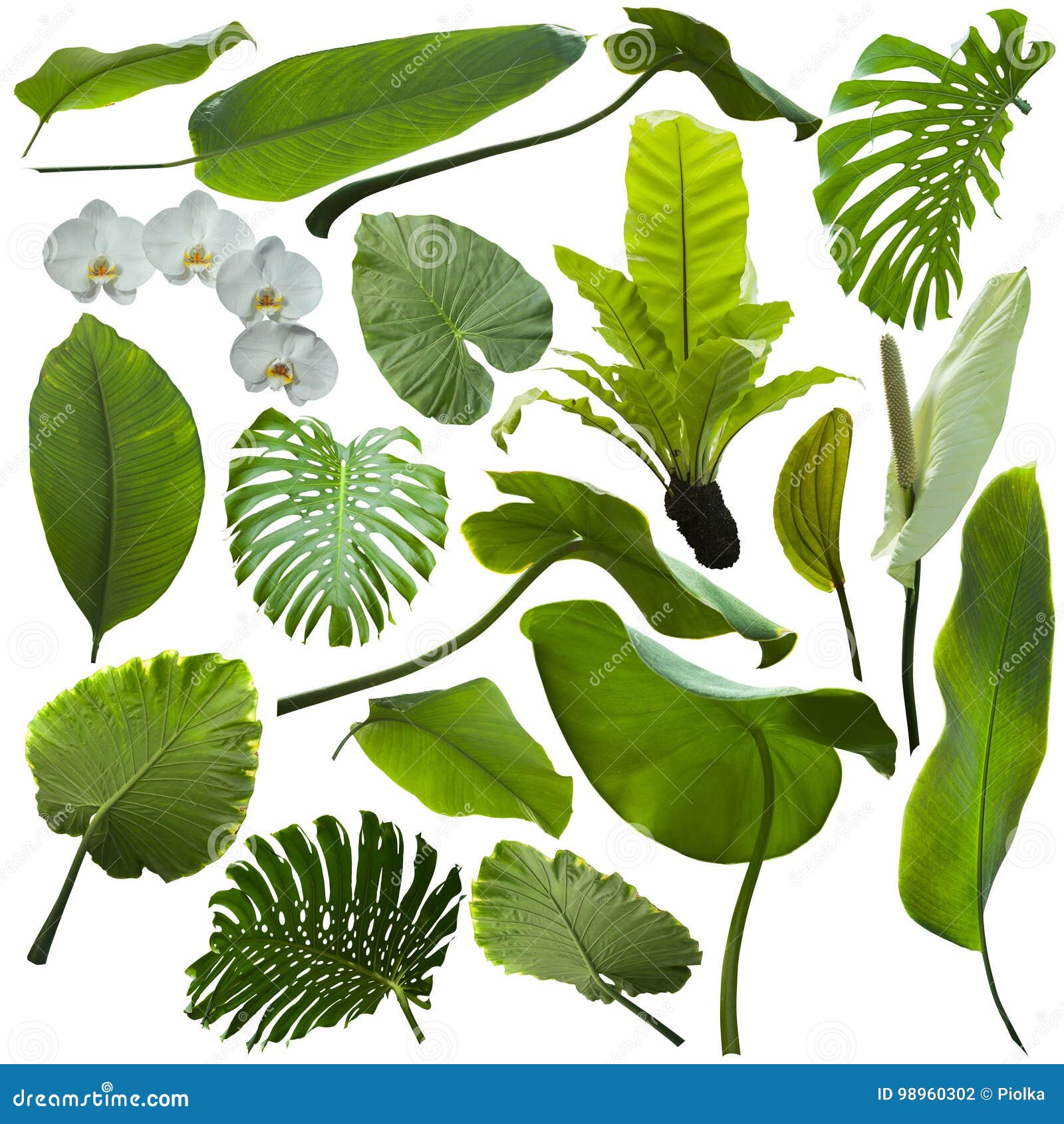 Tropical jungle leaves stock photo. Image of fronds, background - 98960302