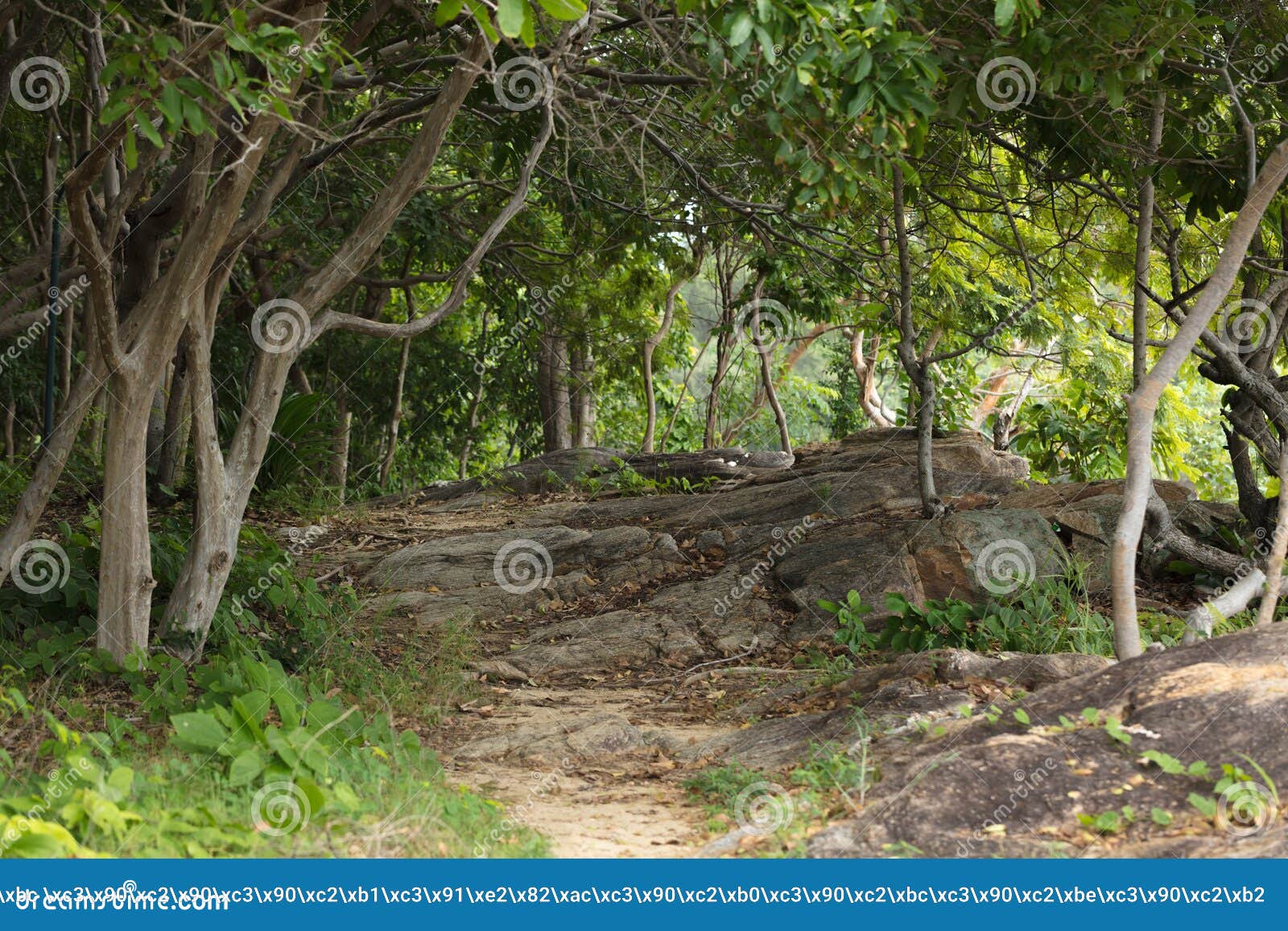 The Tropical Jungle on the Ocean Coast Stock Image - Image of shore ...