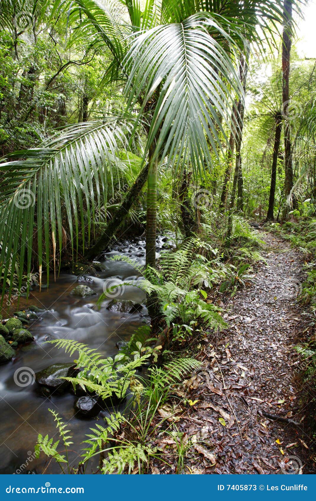 Tropical Jungle Path stock image. Image of jungle, tropic - 7405873