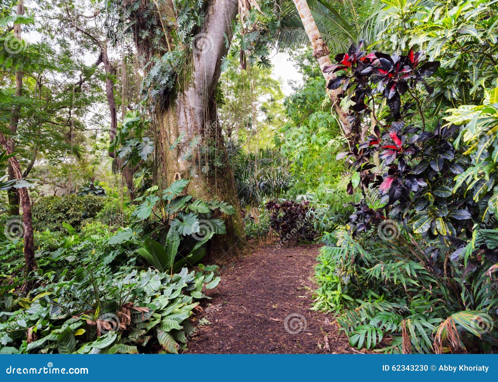 Tropical jungle path stock photo. Image of green, shrubs - 62343230