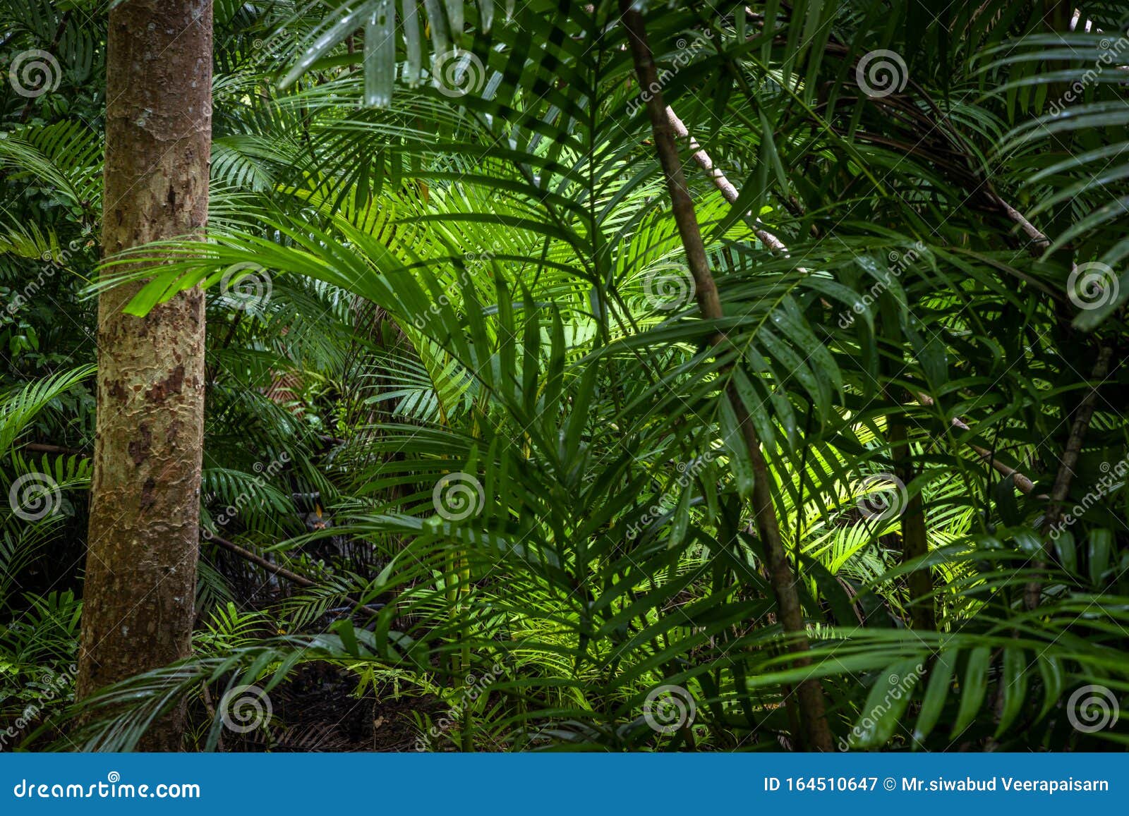 Tropical Jungle, Tropical Rainforest with Different Trees Stock Image ...