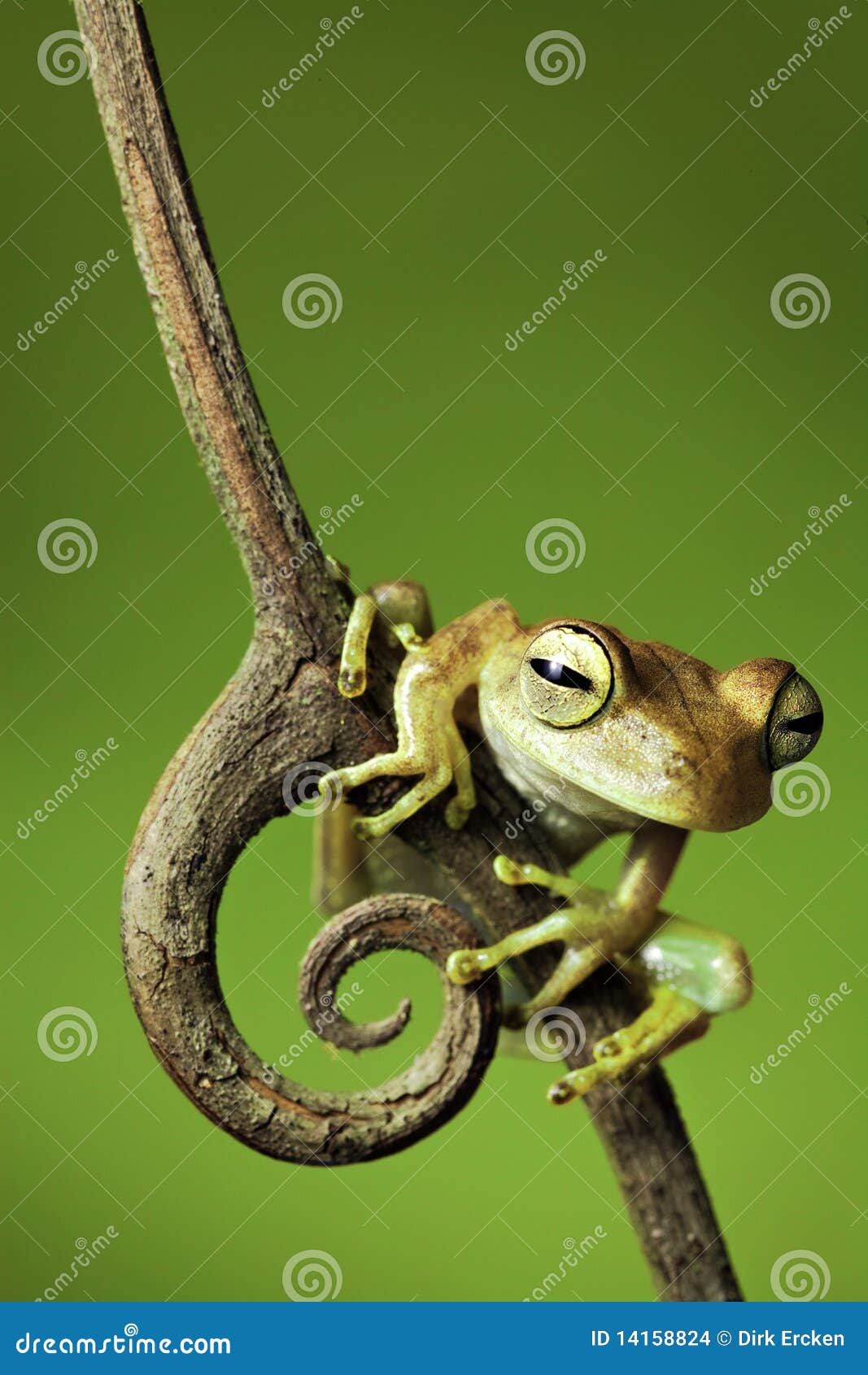 Tropical Jungle Tree Frog on Twig Ready To Jump Stock Photo - Image of ...
