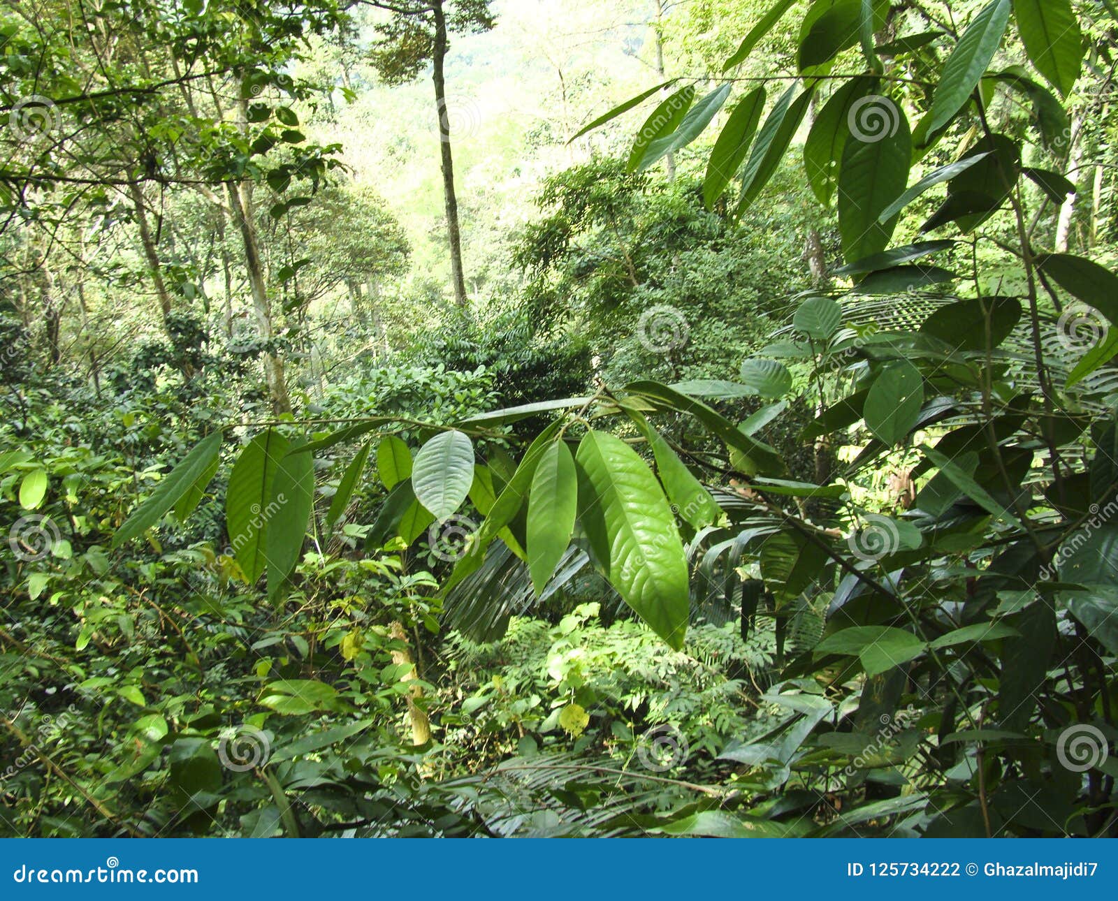 Tropical jungle and trees stock photo. Image of plants - 125734222
