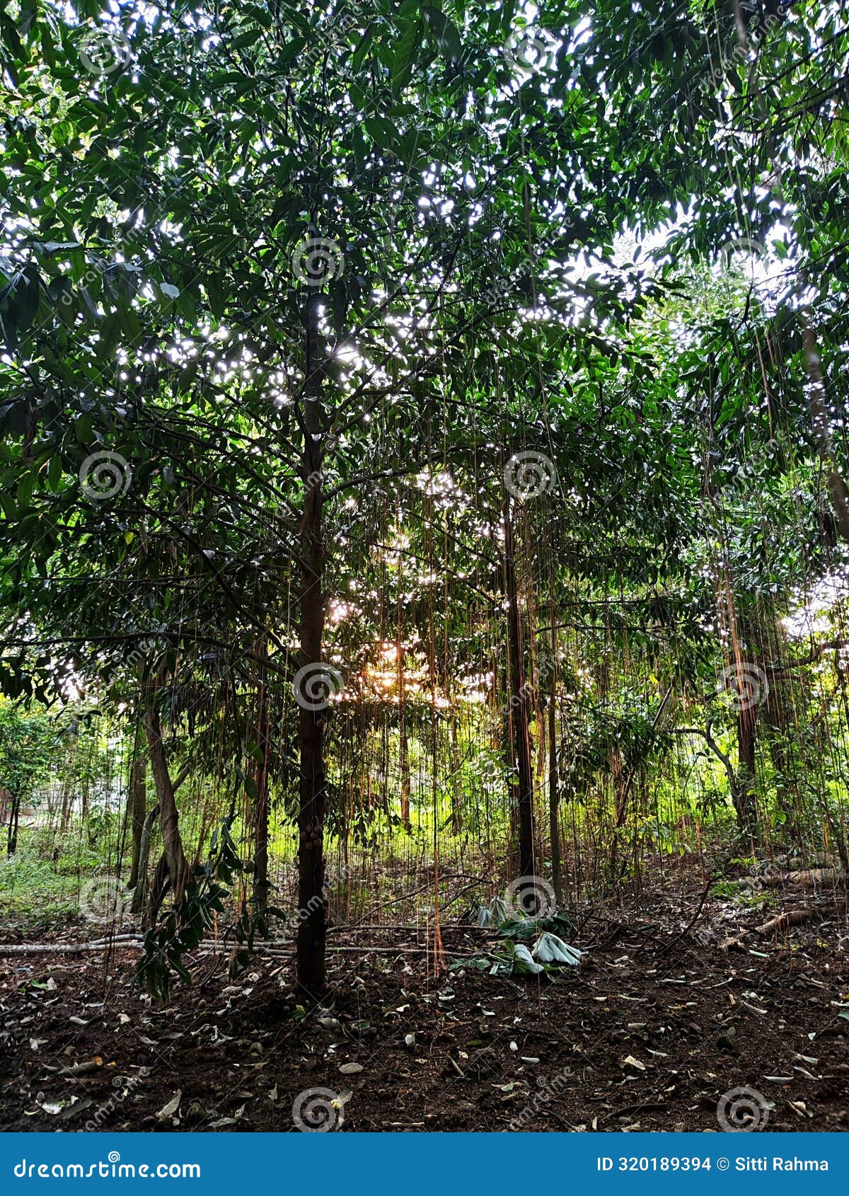 Tropical Jungles with Big Trees Stock Photo - Image of sunlight, autumn ...