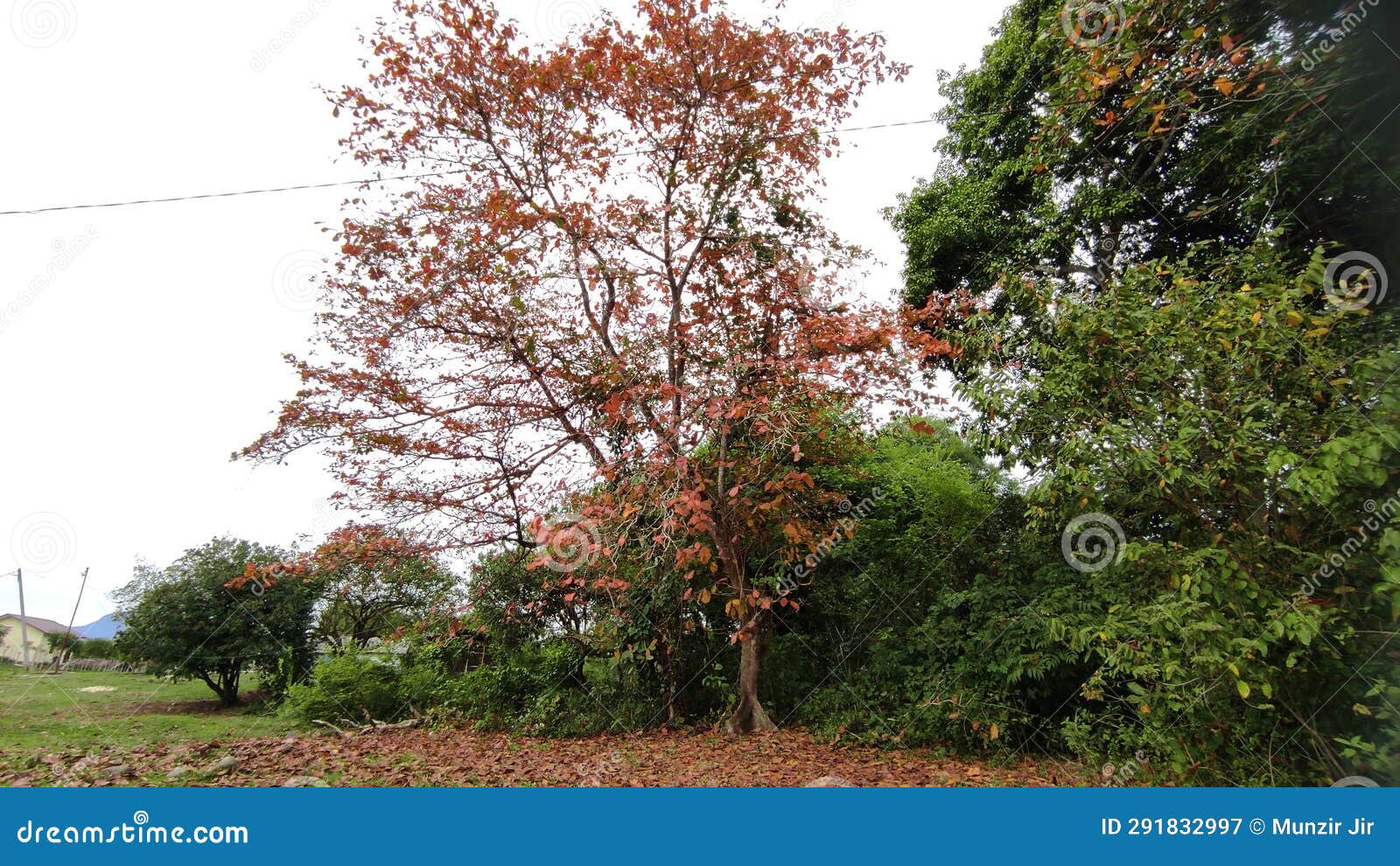 This is a Tropical Ketapang Tree Whose Leaves are Falling Stock Image ...
