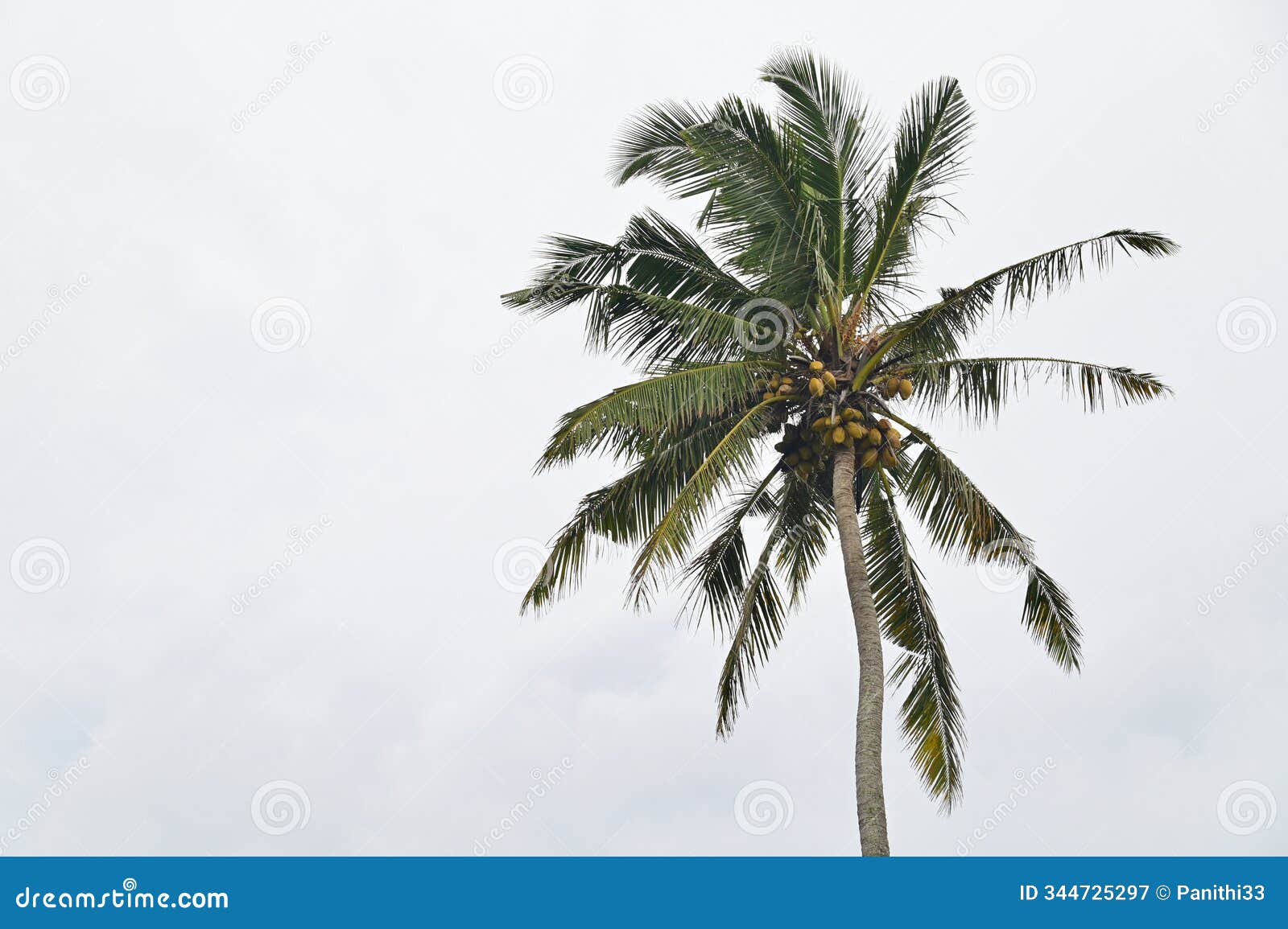 Tropical King Coconut Tree Top with Coconuts and Branches in Sri Lanka ...