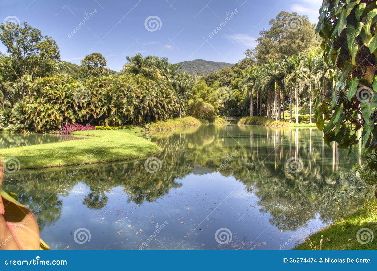 Tropical lake stock photo. Image of blue, nature, plant - 36274474