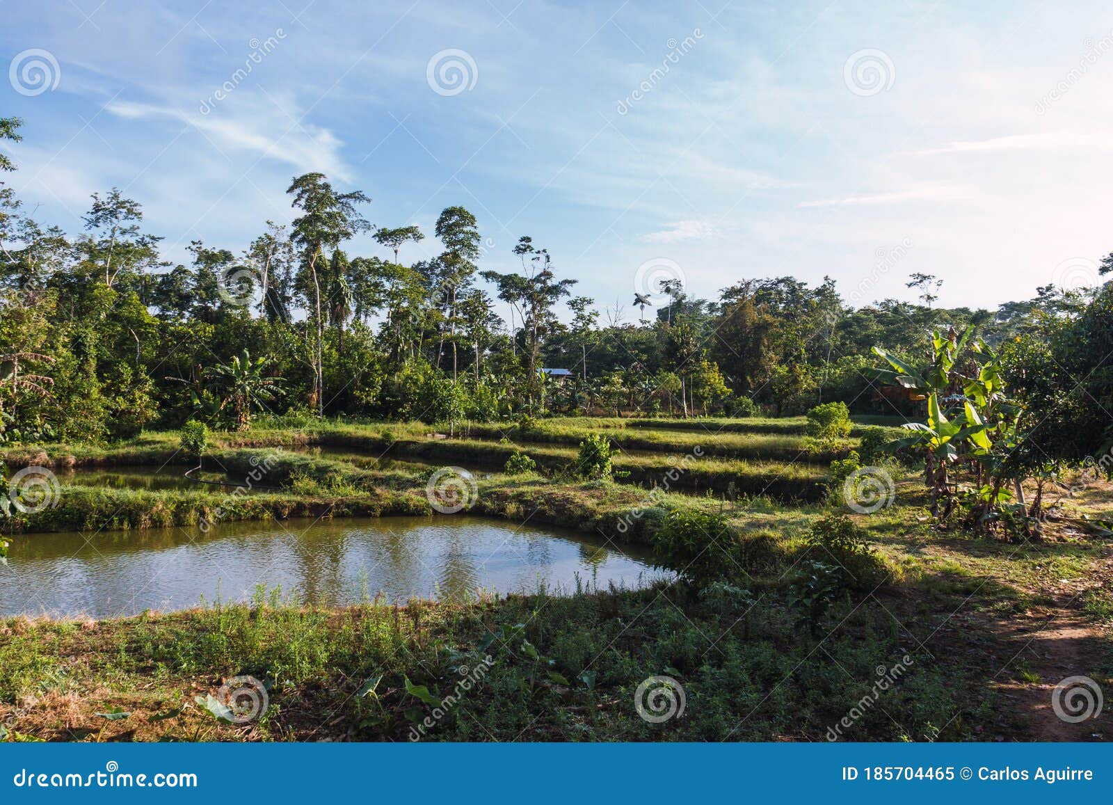 Tropical Landscape, Amazon, Riverside, Tilapia Pools Stock Image ...