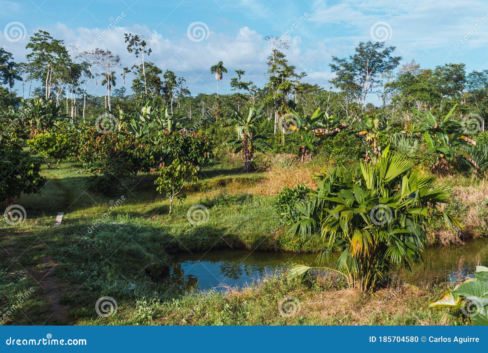 Tropical Landscape, Amazon, Riverside, Tilapia Pools Stock Photo ...