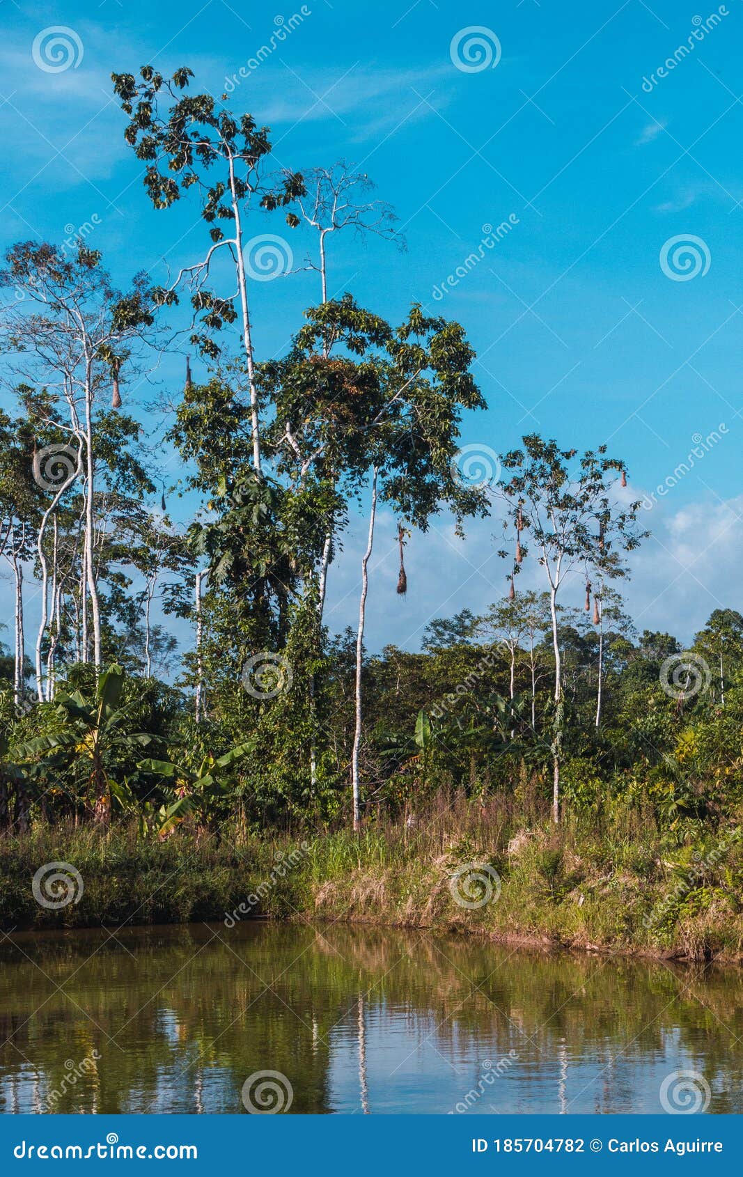 Tropical Landscape, Amazon, Riverside, Tilapia Pools Stock Photo ...