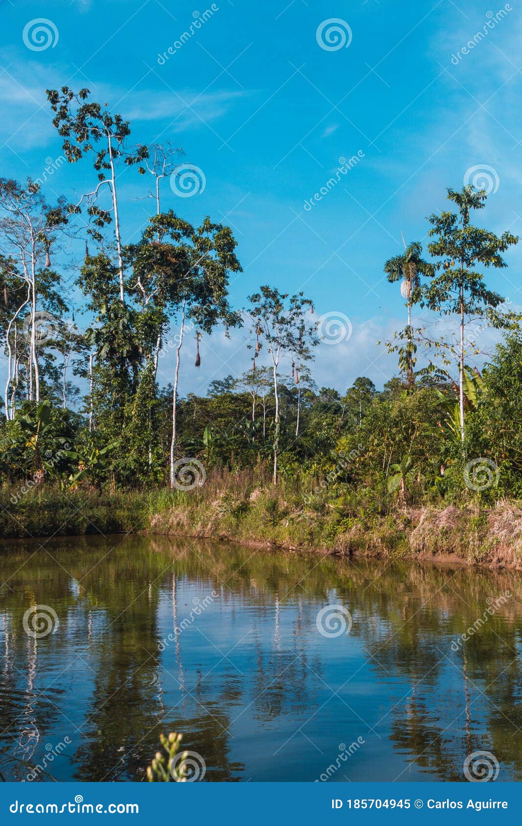 Tropical Landscape, Amazon, Riverside, Tilapia Pools Stock Image ...