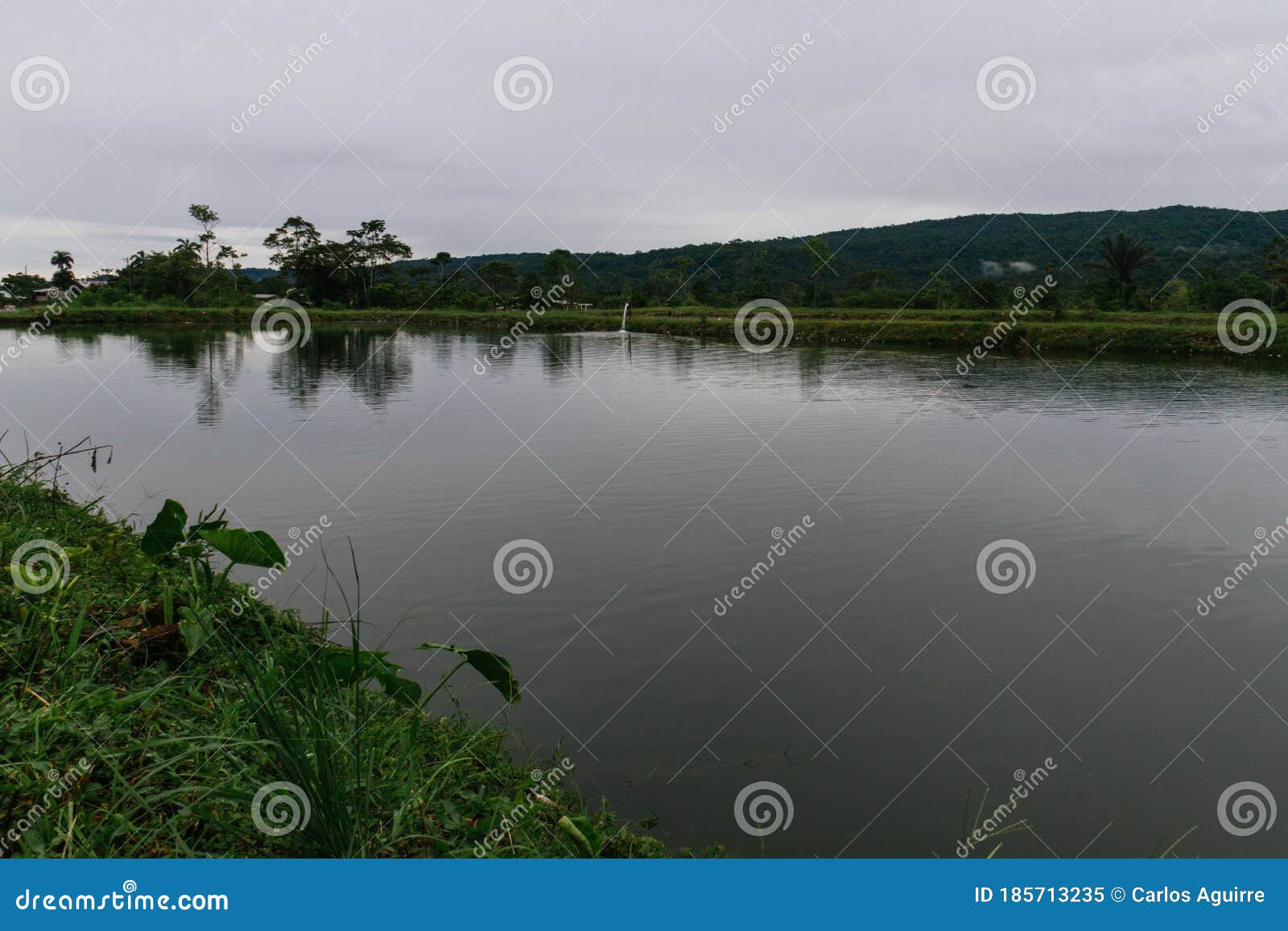 Tropical Landscape, Amazon, Riverside, Tilapia Pools Stock Image ...