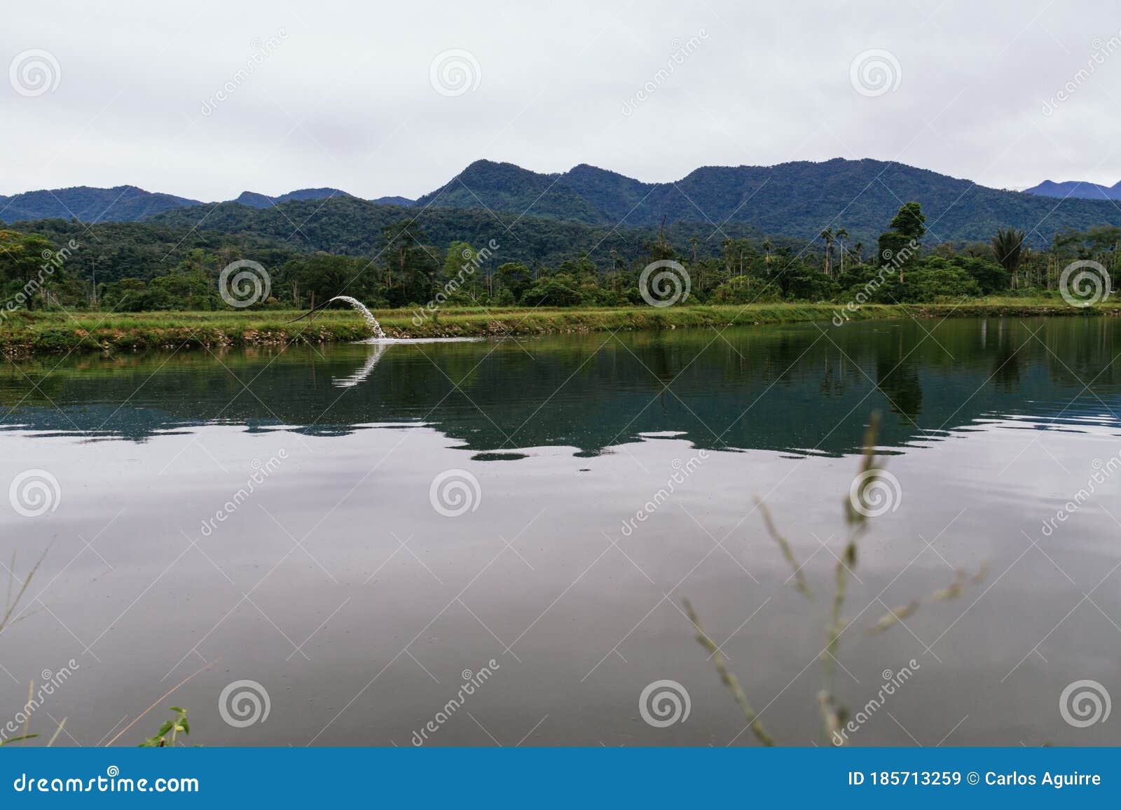 Tropical Landscape, Amazon, Riverside, Tilapia Pools Stock Image ...